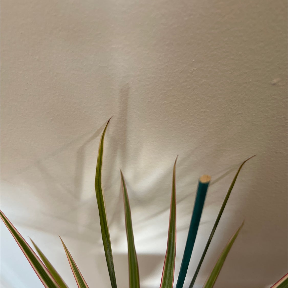 Cleopatra | A plant by @GourmetDeerfern on Greg