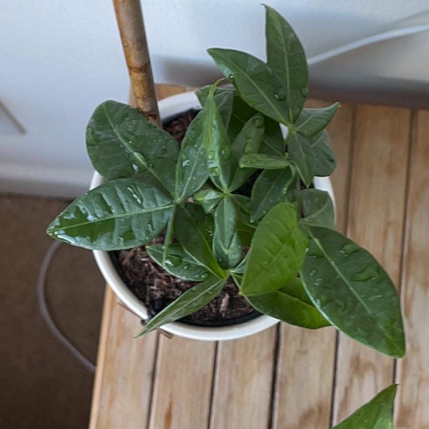 Dax | A plant by @GourmetDeerfern on Greg