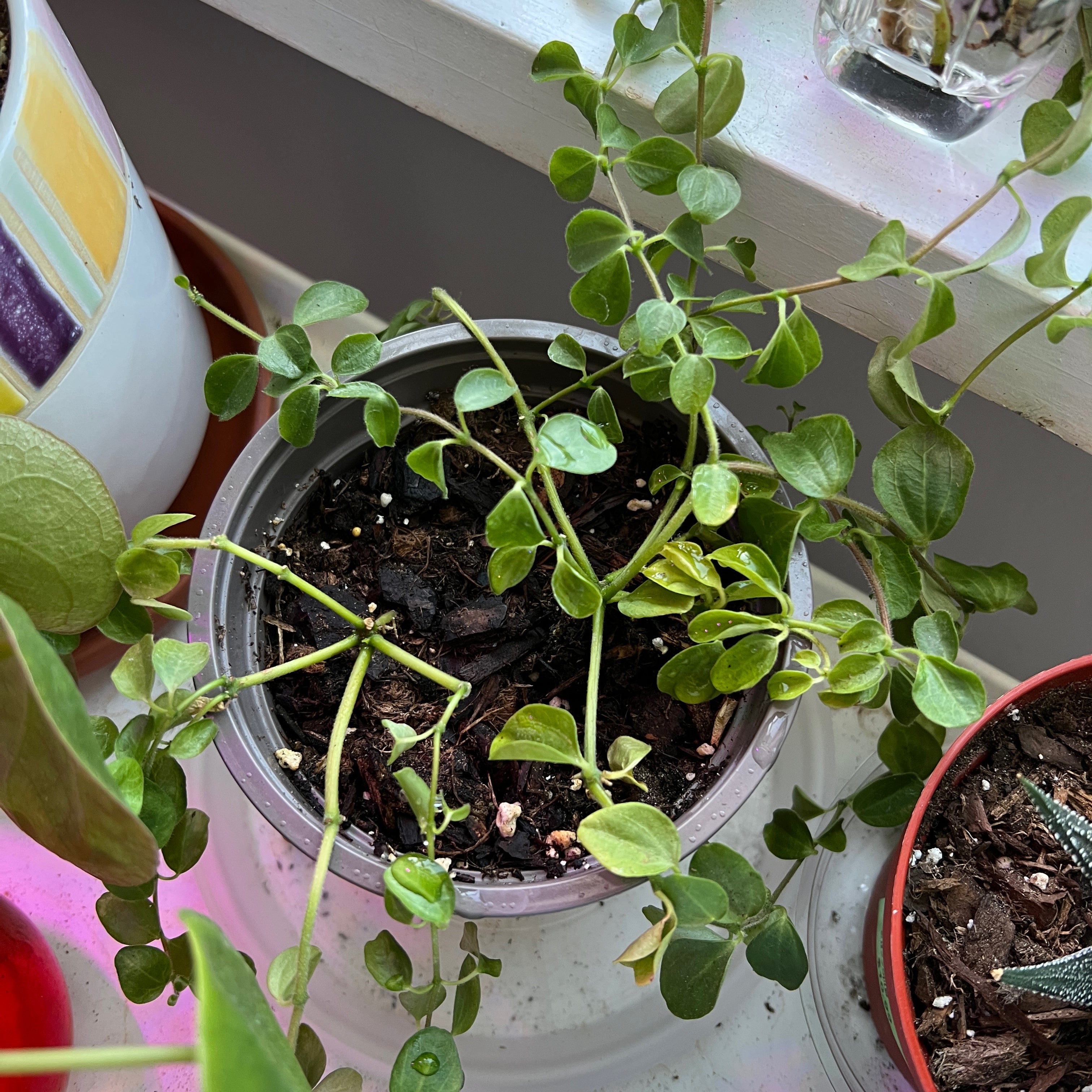 Peperomia Jitterbug Plant Care: Water, Light, Nutrients | Greg App 🌱