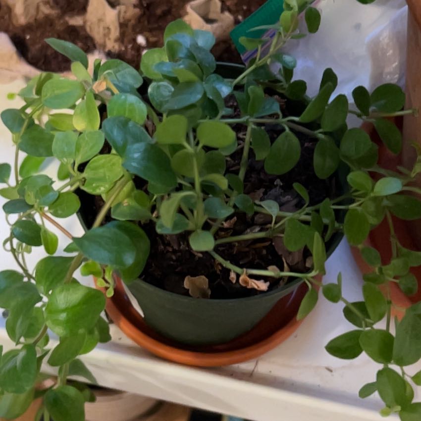 Peperomia Jitterbug Plant Care: Water, Light, Nutrients | Greg App 🌱