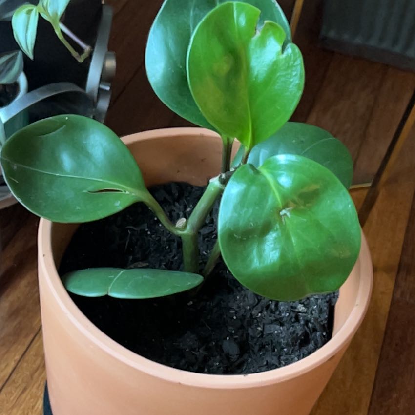 Aria | A plant by @SteadyPigfern on Greg