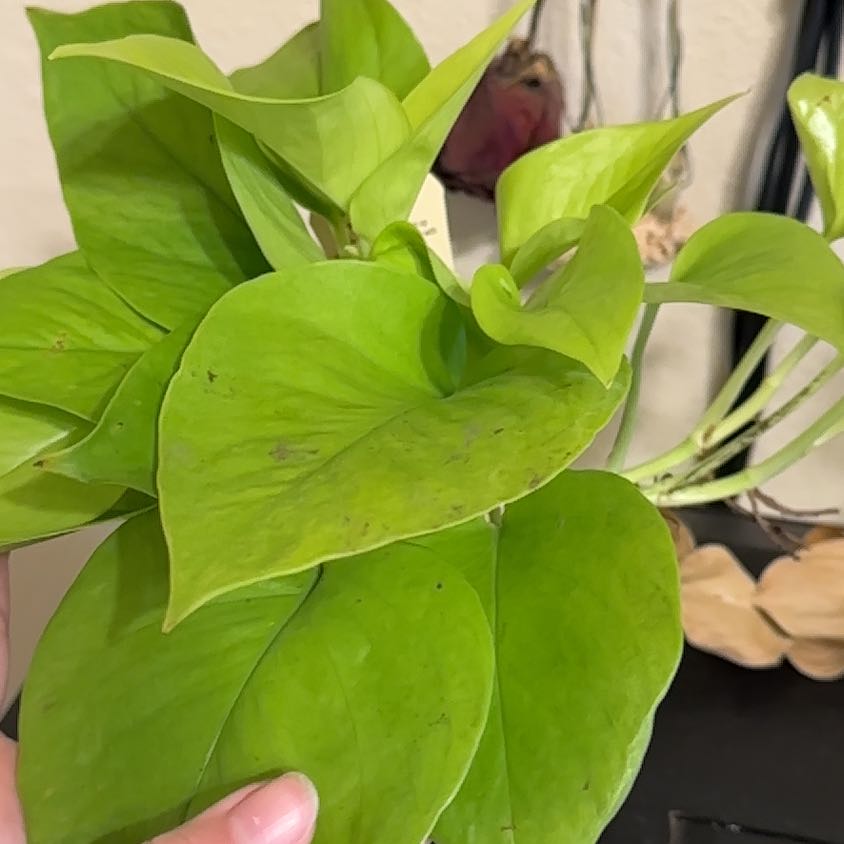 Dax | A plant by @SlinkyBromeliad on Greg