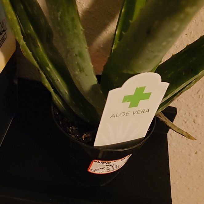 Allo | A plant by @OptimalIceplant on Greg