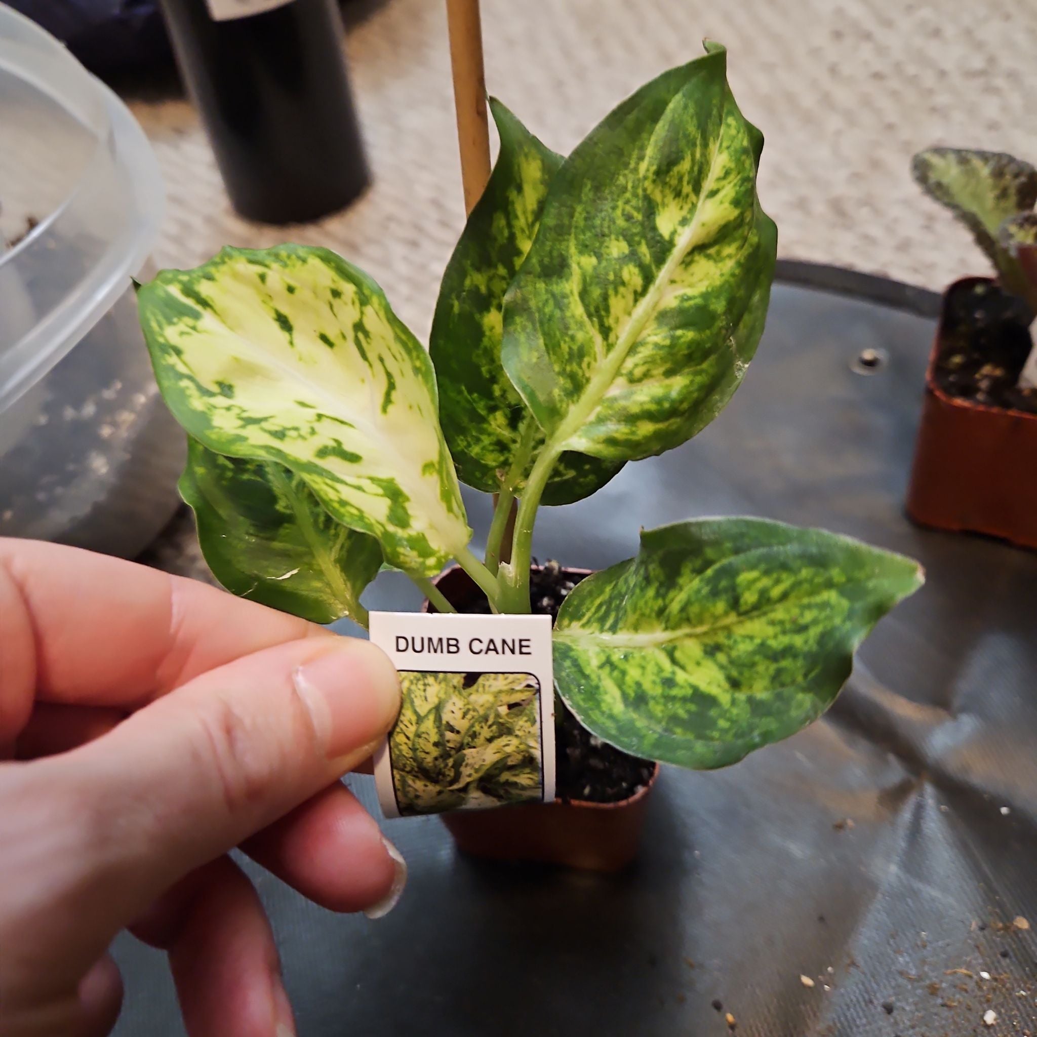 Best Soil for Dieffenbachia maculata 'Tiki'
