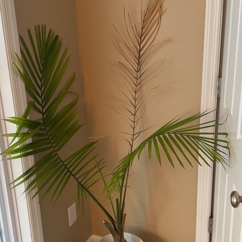Athena | A plant by @TenableChia on Greg