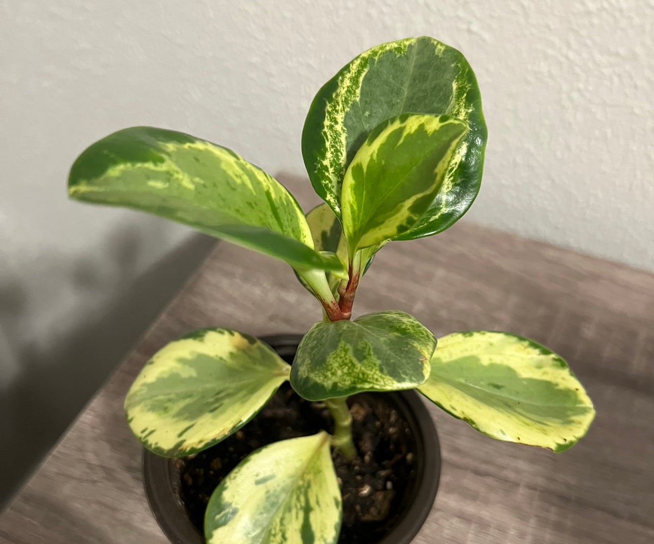 What To Do About Bugs on My Golden Gate Peperomia? 🐛