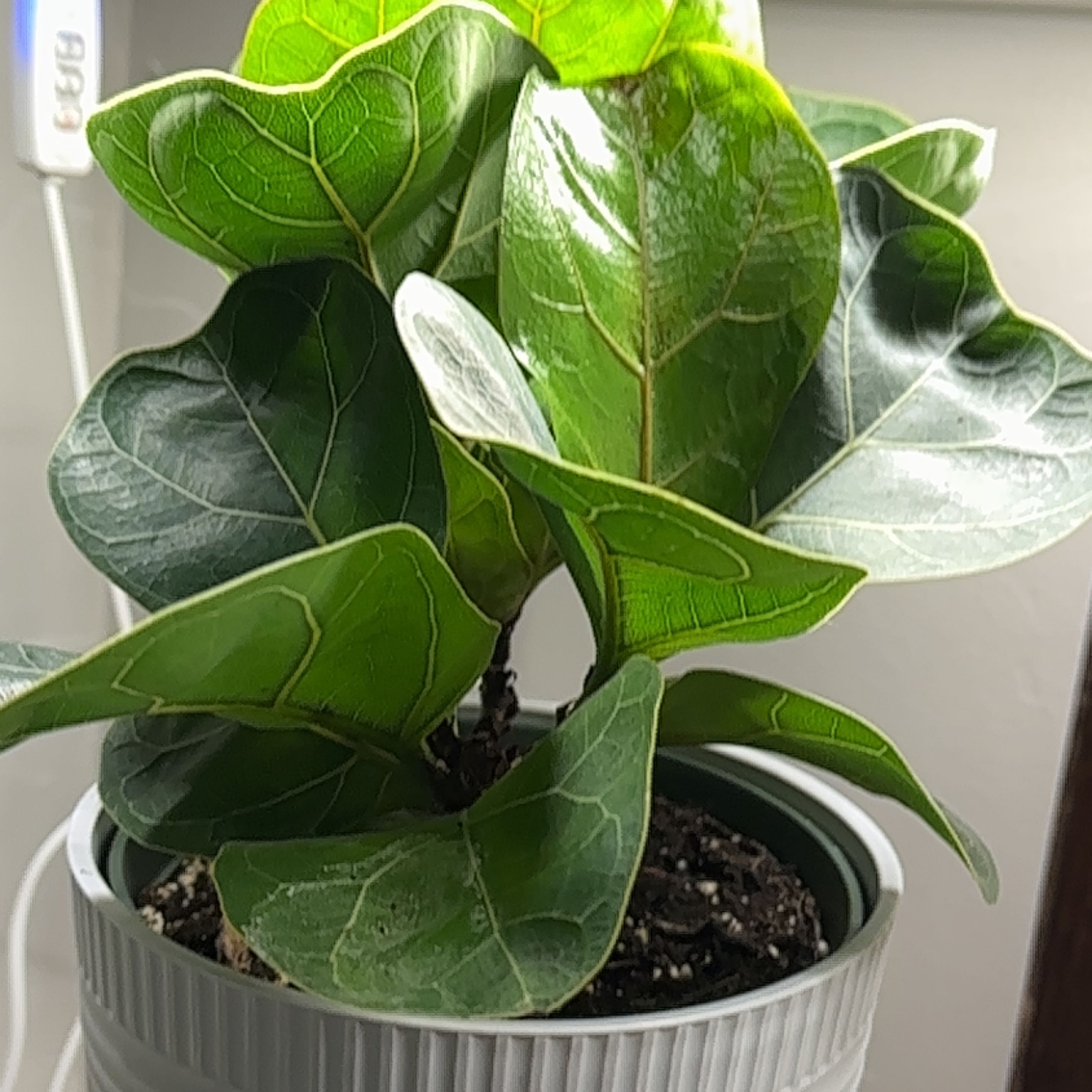 Luna | A plant by @VerifiedLukiwan on Greg