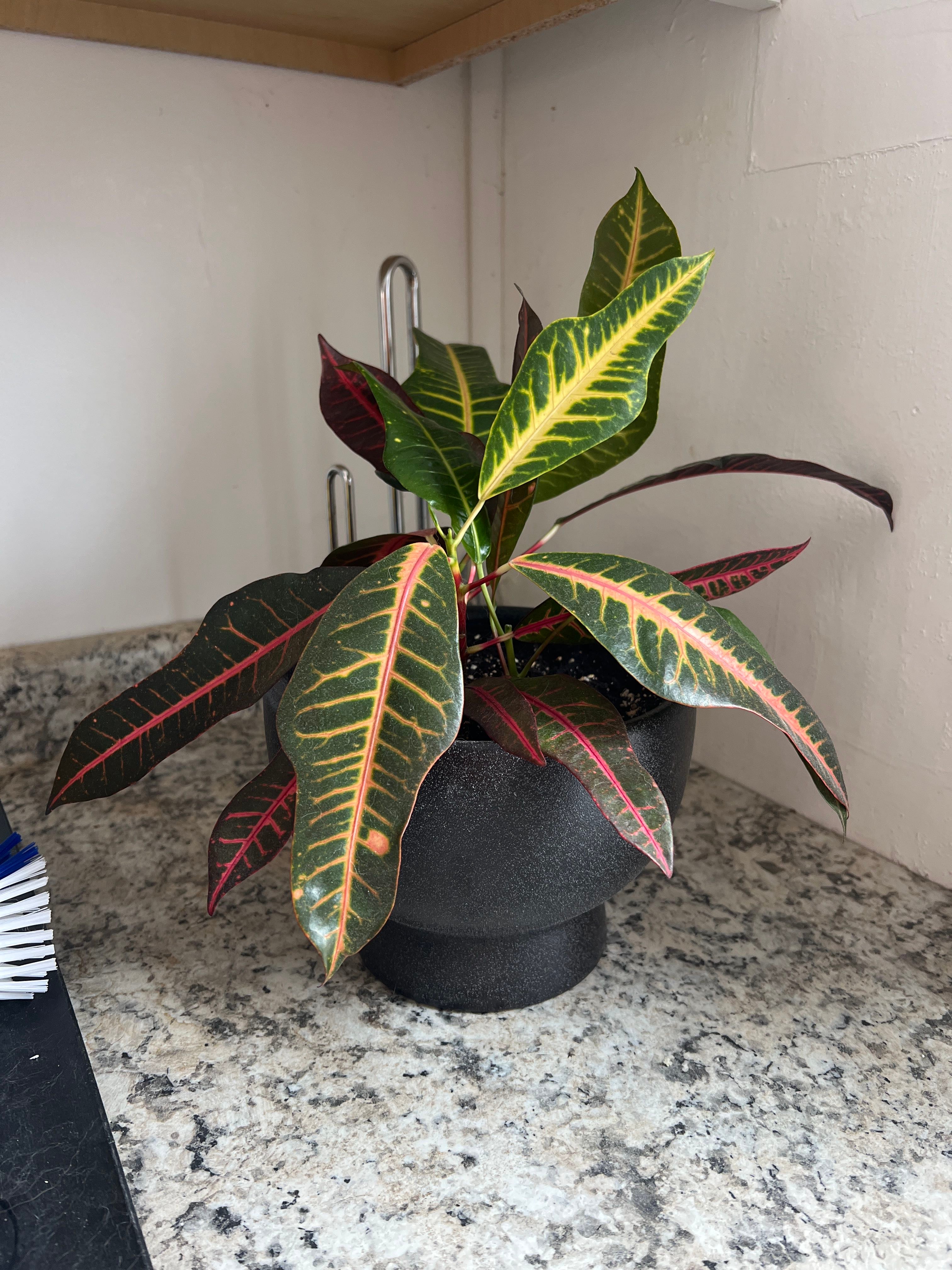 The Complete Croton Tamara Plant Care Guide: Water, Light & Beyond