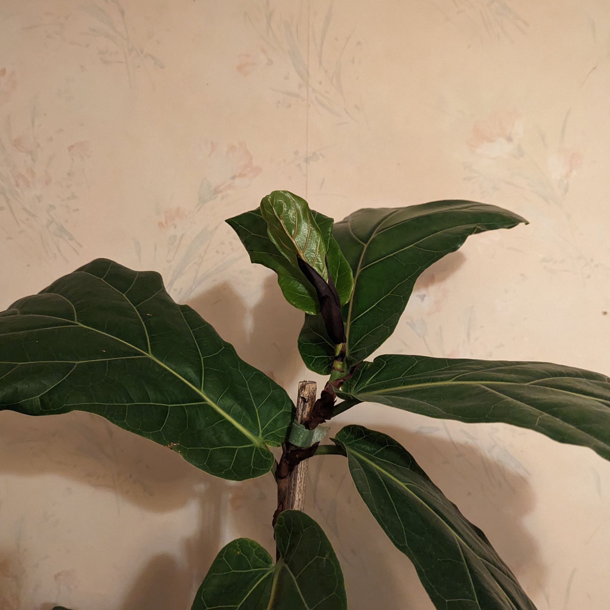 Mrs Figg | A plant by @FourstarRedcap on Greg