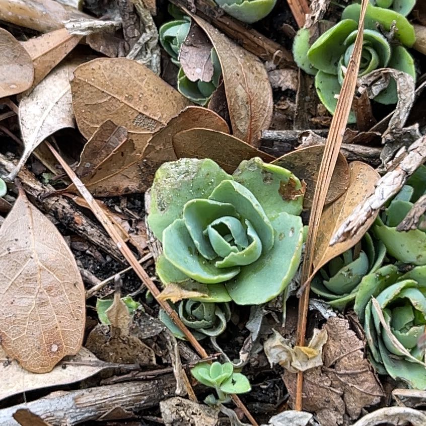 Propagating My Orpine: Step-by-Step Guide