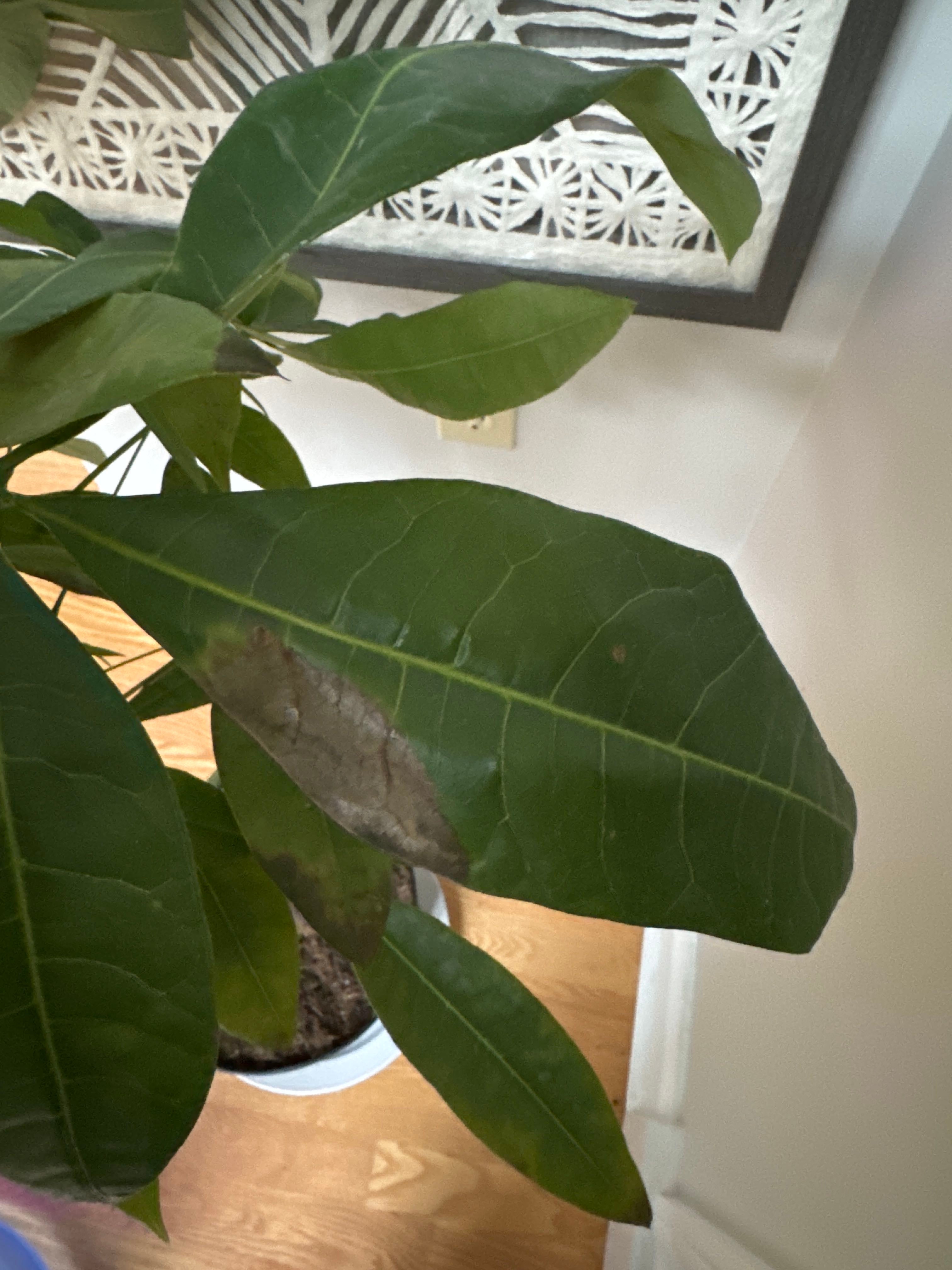 How to Care for Alpine Schefflera: Mastering Water, Sunlight & More