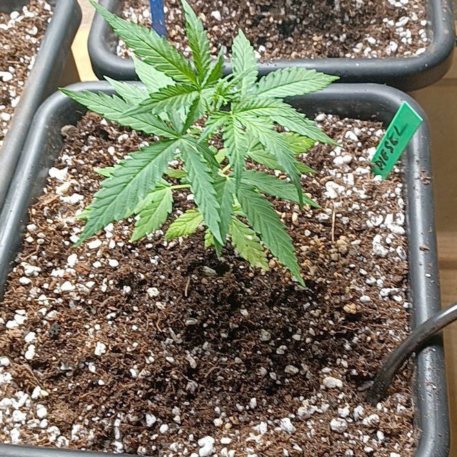 Athena | A plant by @InspiredChia on Greg