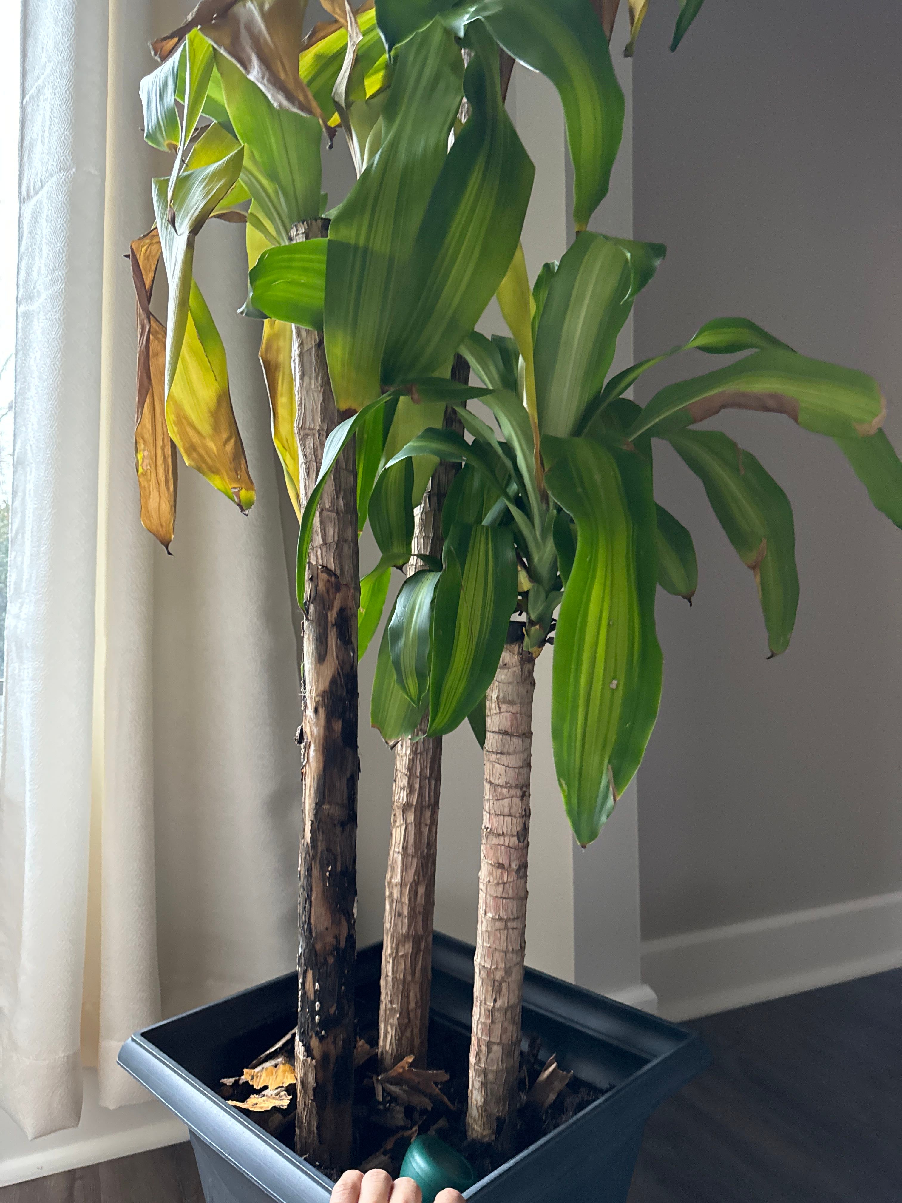 Cornstalk Dracaena Plant Care: Water, Light, Nutrients | Greg App 🌱