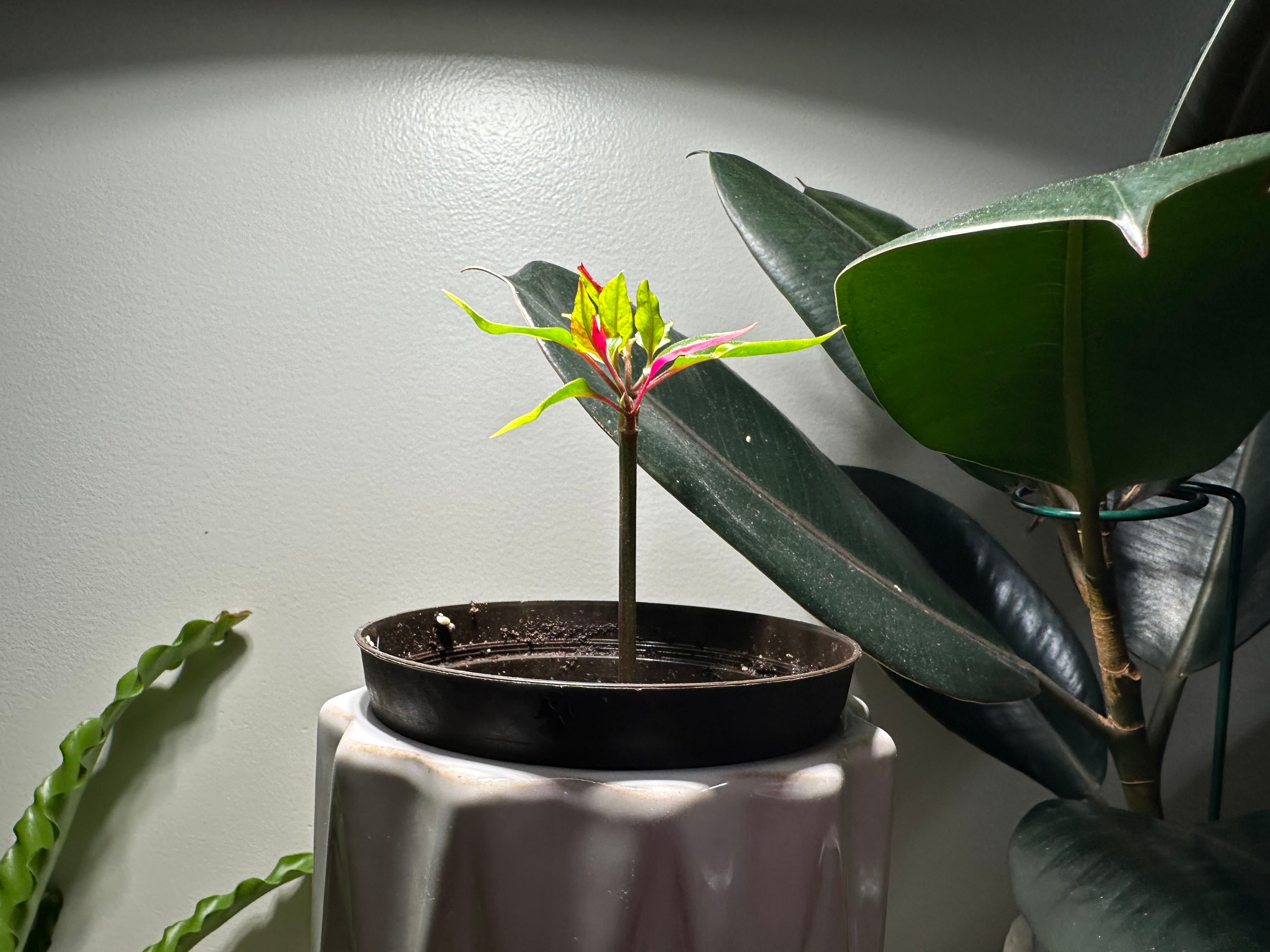 The Complete Red Threads Plant Care Guide: Water, Light & Beyond