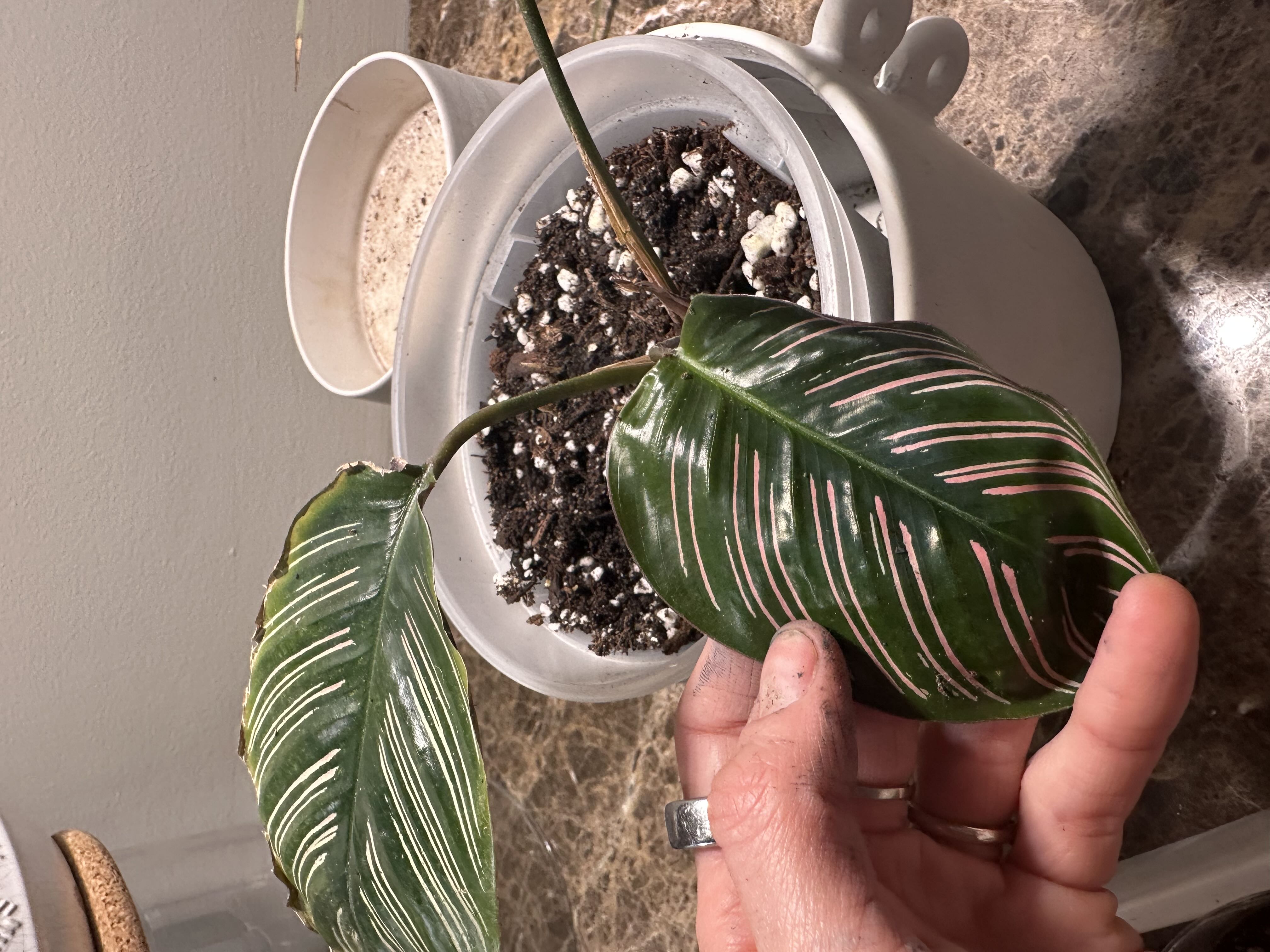 The Complete Pinstripe Calathea Plant Care Guide: Water, Light & Beyond