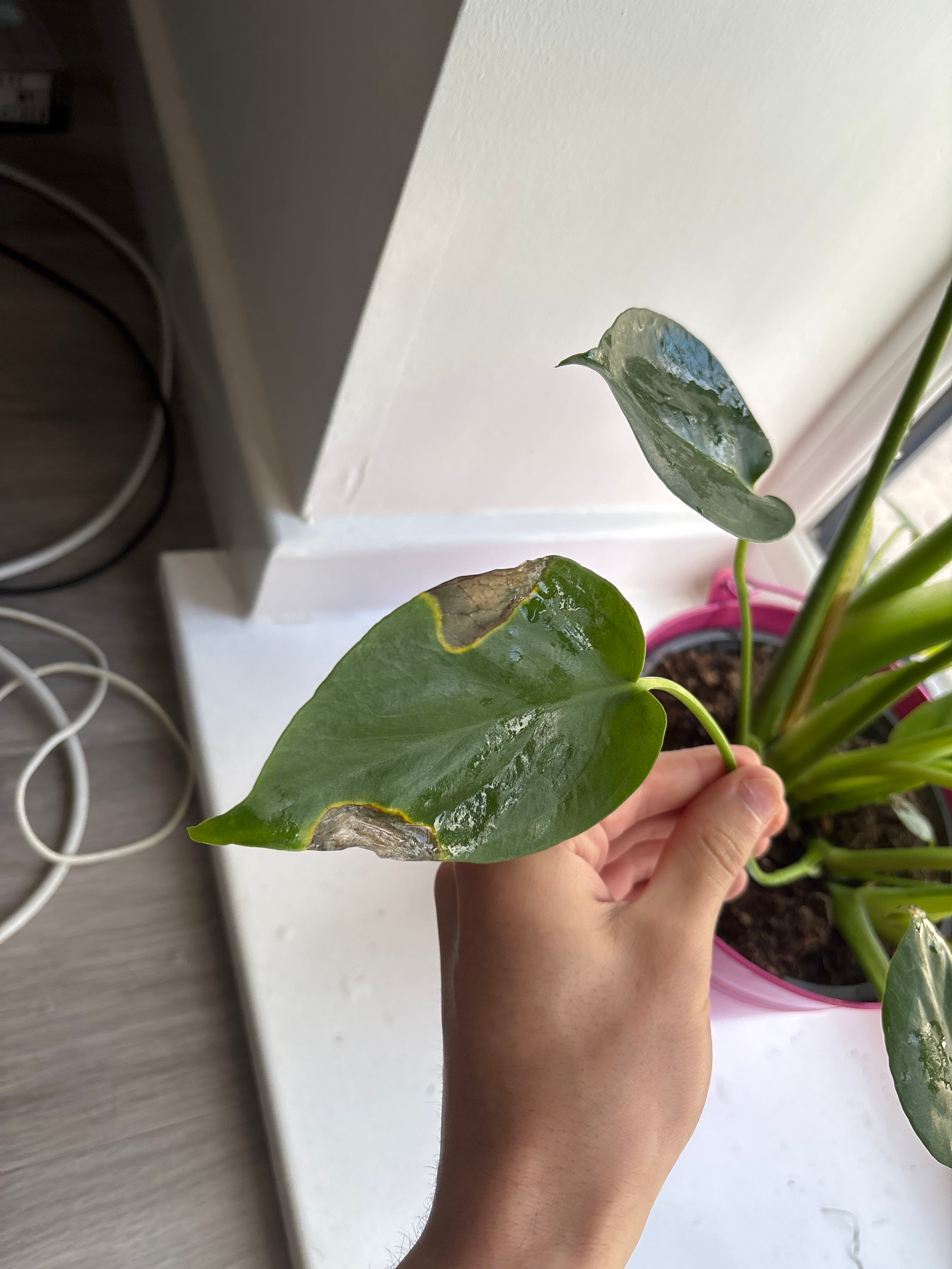 Should I cut this off my Monstera plant’s leaf?