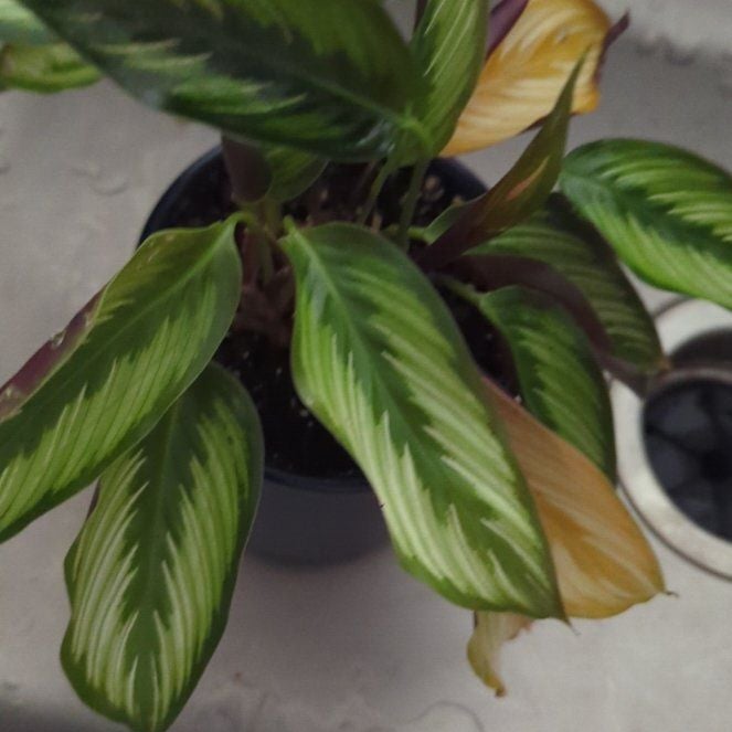 Pin-Stripe Calathea Plant Care: Water, Light, Nutrients | Greg App 🌱