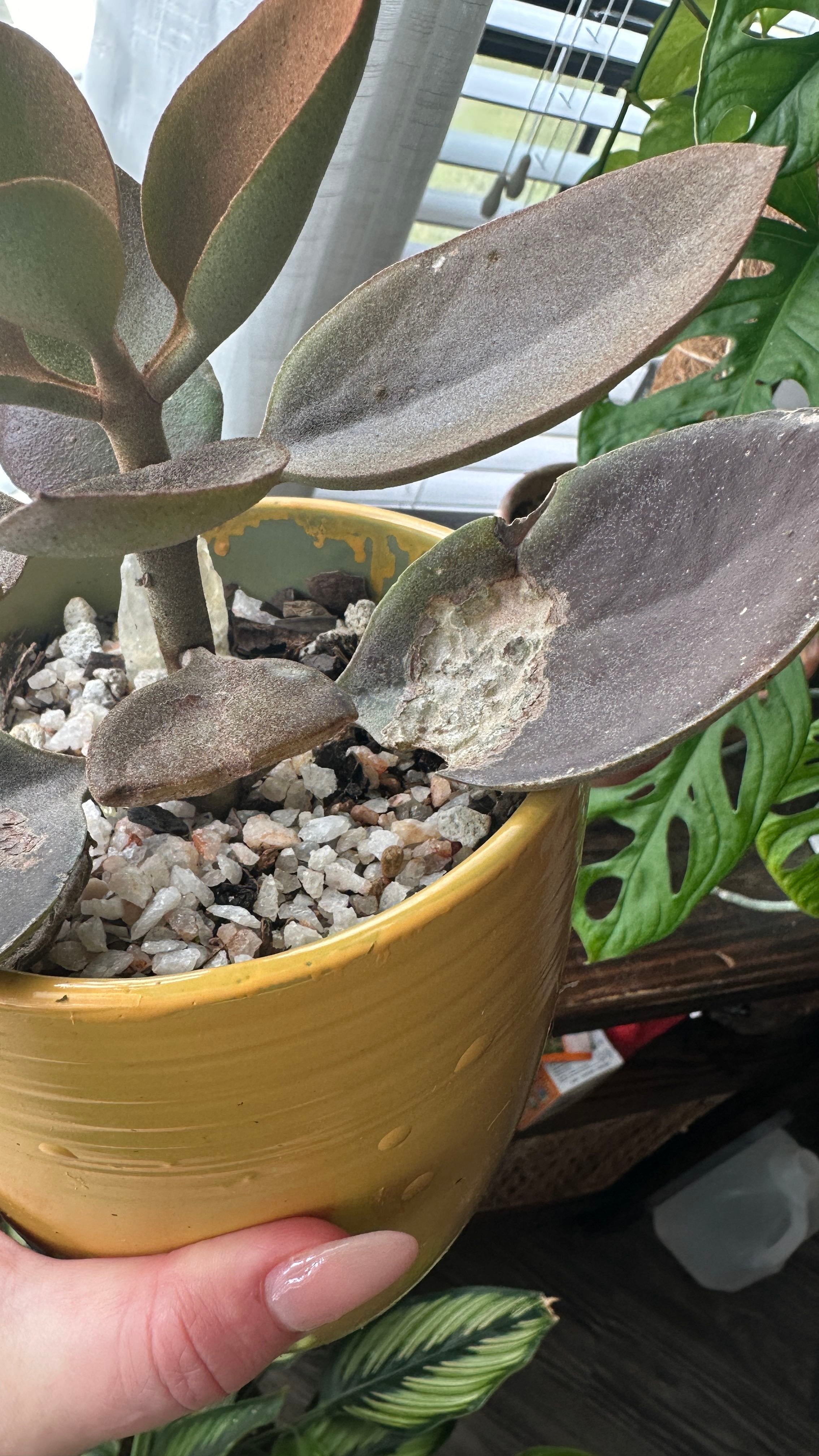 The Complete Kalanchoe 'Little Dragon' PP34248 Plant Care Guide: Water ...