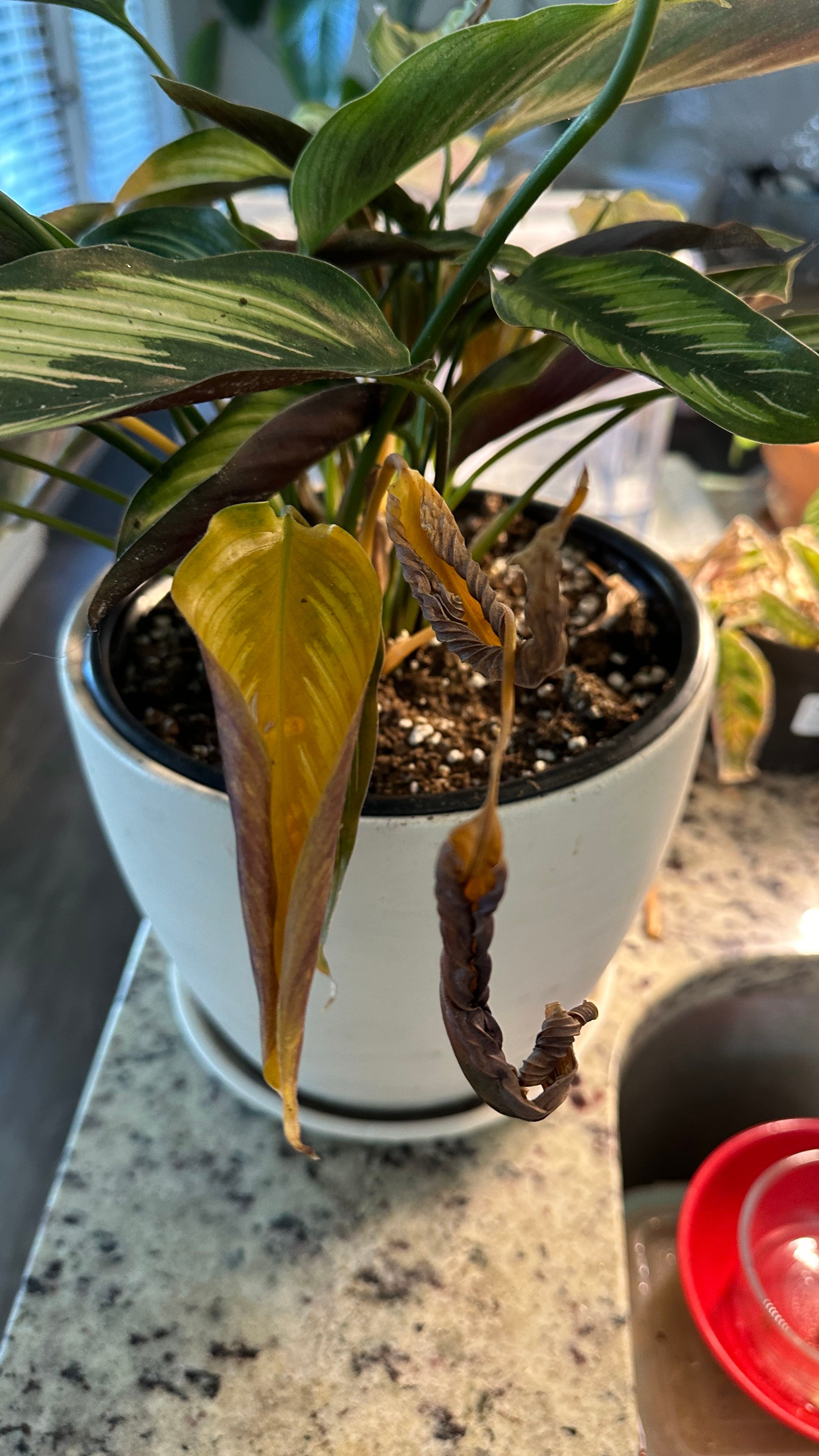 Best Potting Soil Mix for Calathea 'Maui Queen'