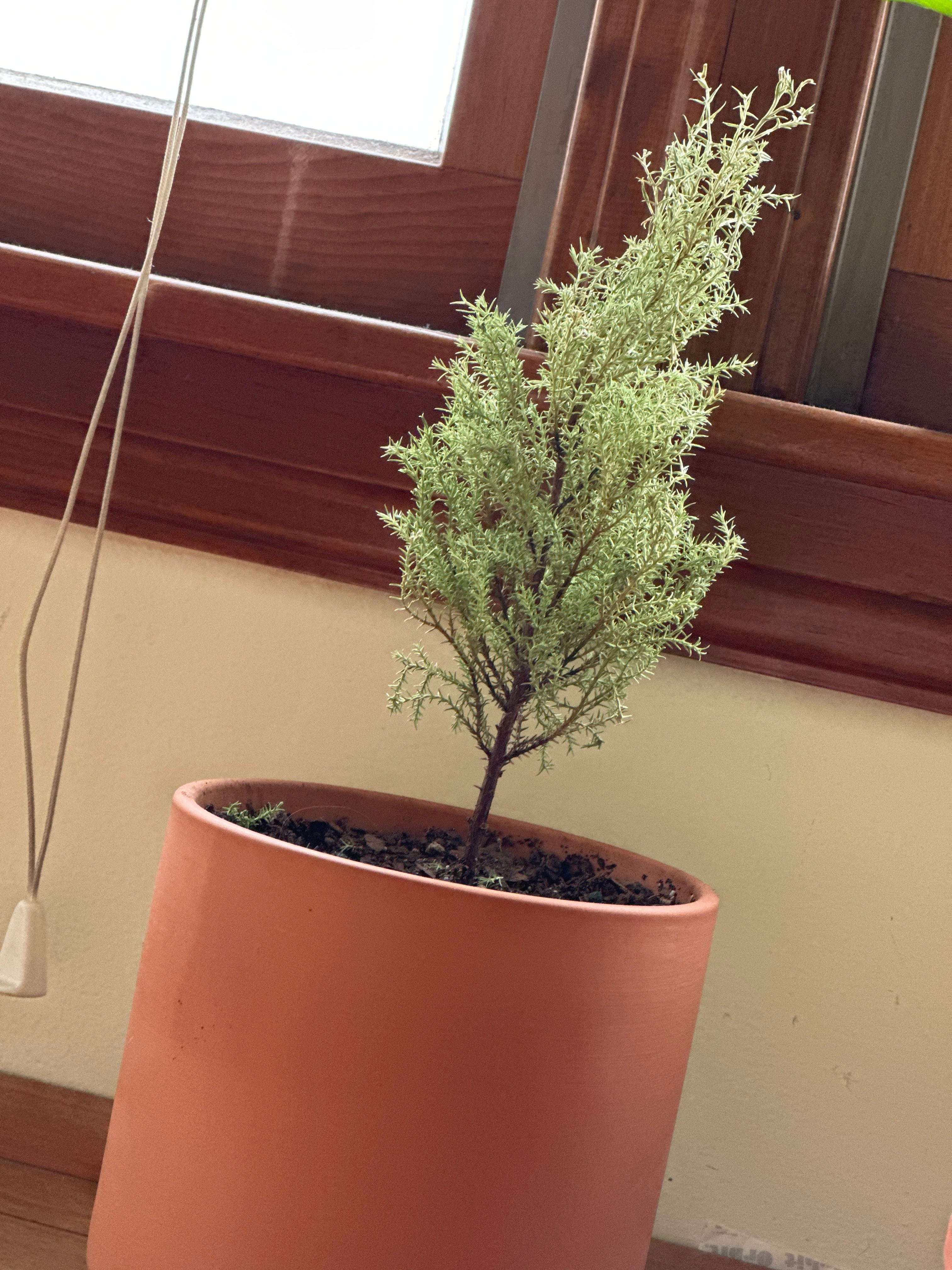 🌳 Ultimate Guide to Cypress Roots