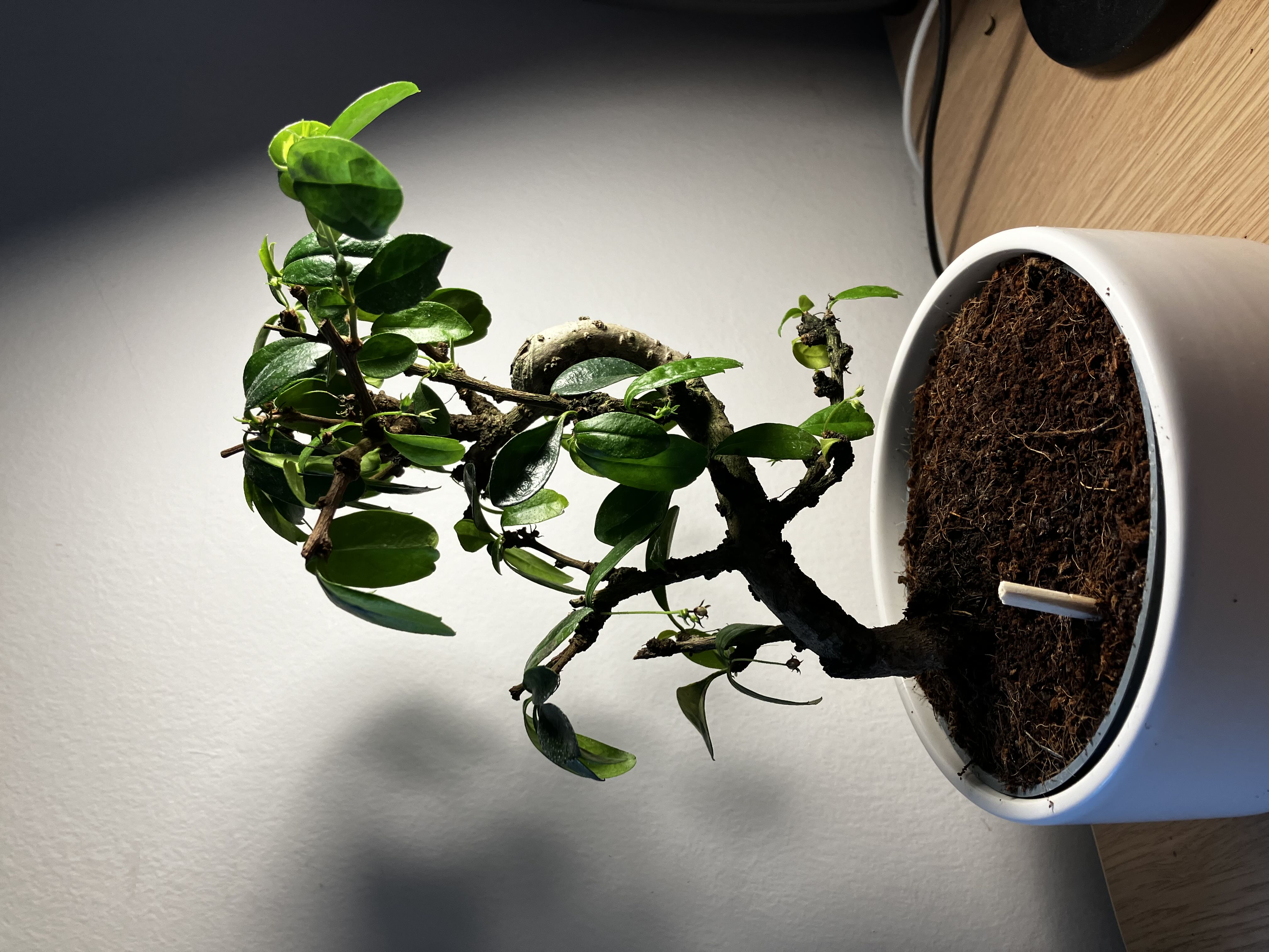 Fukien Tea Tree Plant Care: Water, Light, Nutrients | Greg App 🌱