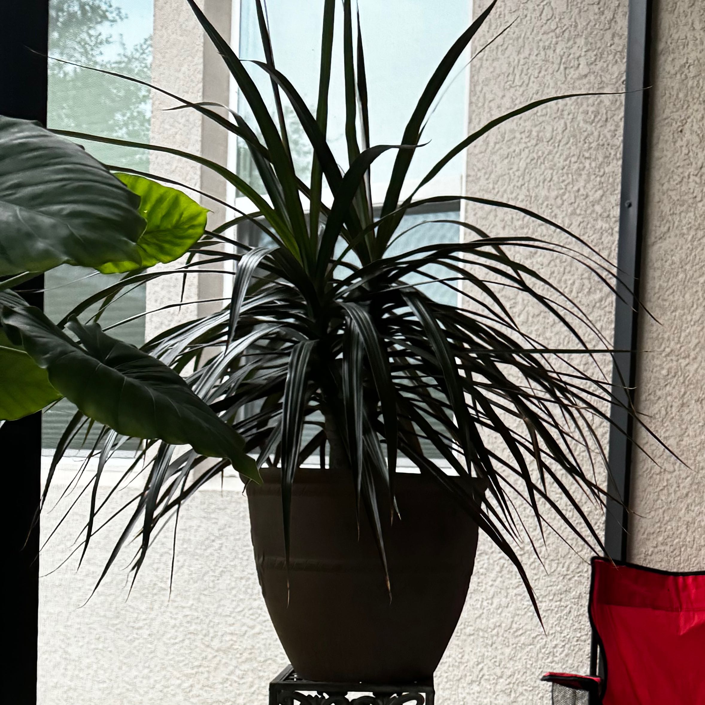 Dax | A plant by @EternalAllspice on Greg