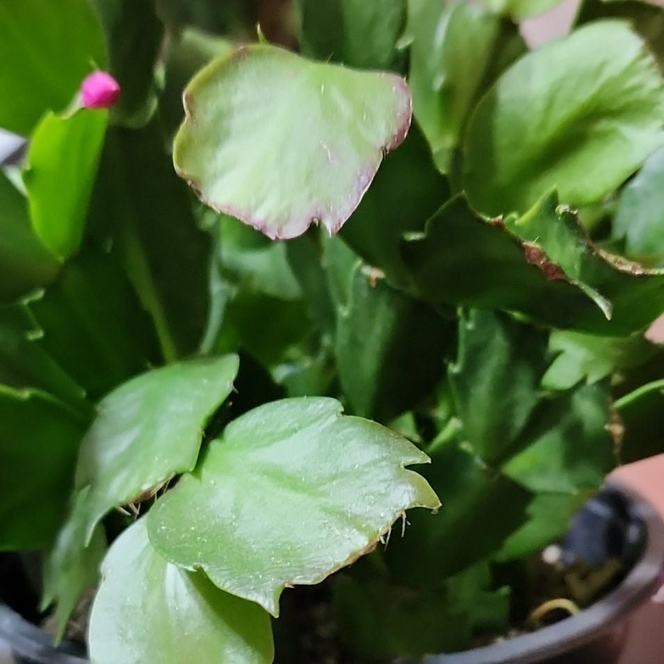Keep Your False Christmas Cactus Alive: Light, Water & Care Instructions