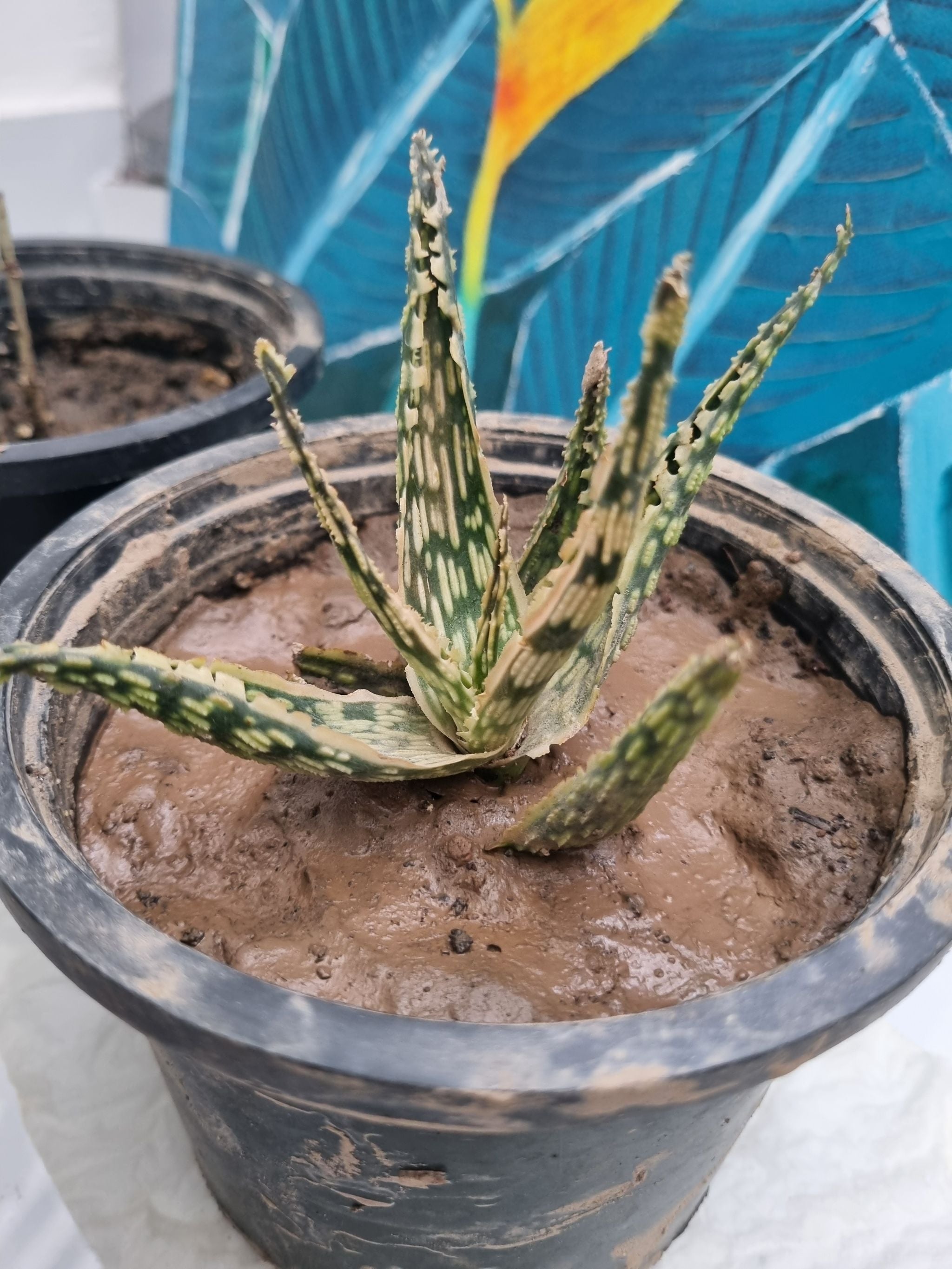 🌸 What is a Aloe 'Pink Blush'? Complete Guide