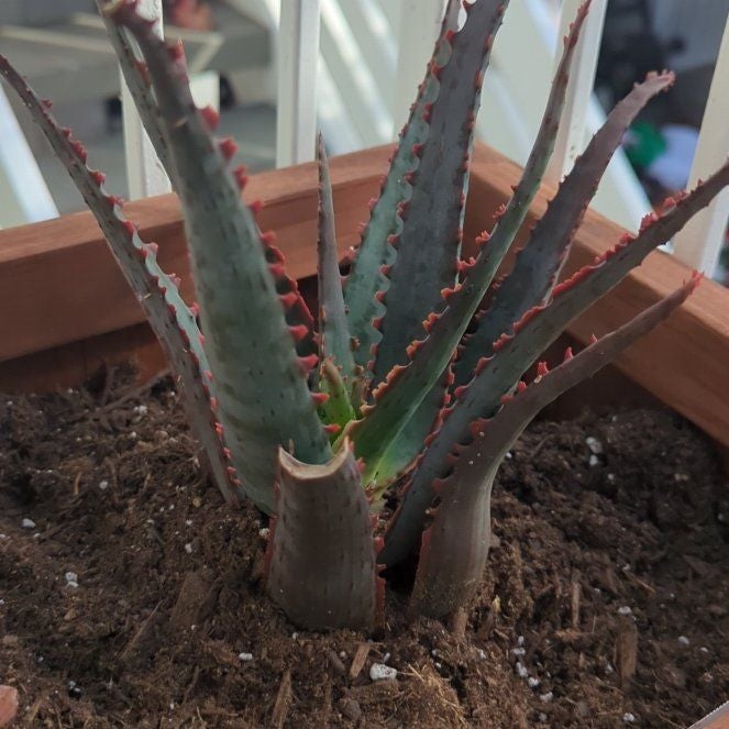 Aloe divaricata 'Diablo' Plant Care: Water, Light, Nutrients | Greg App 🌱