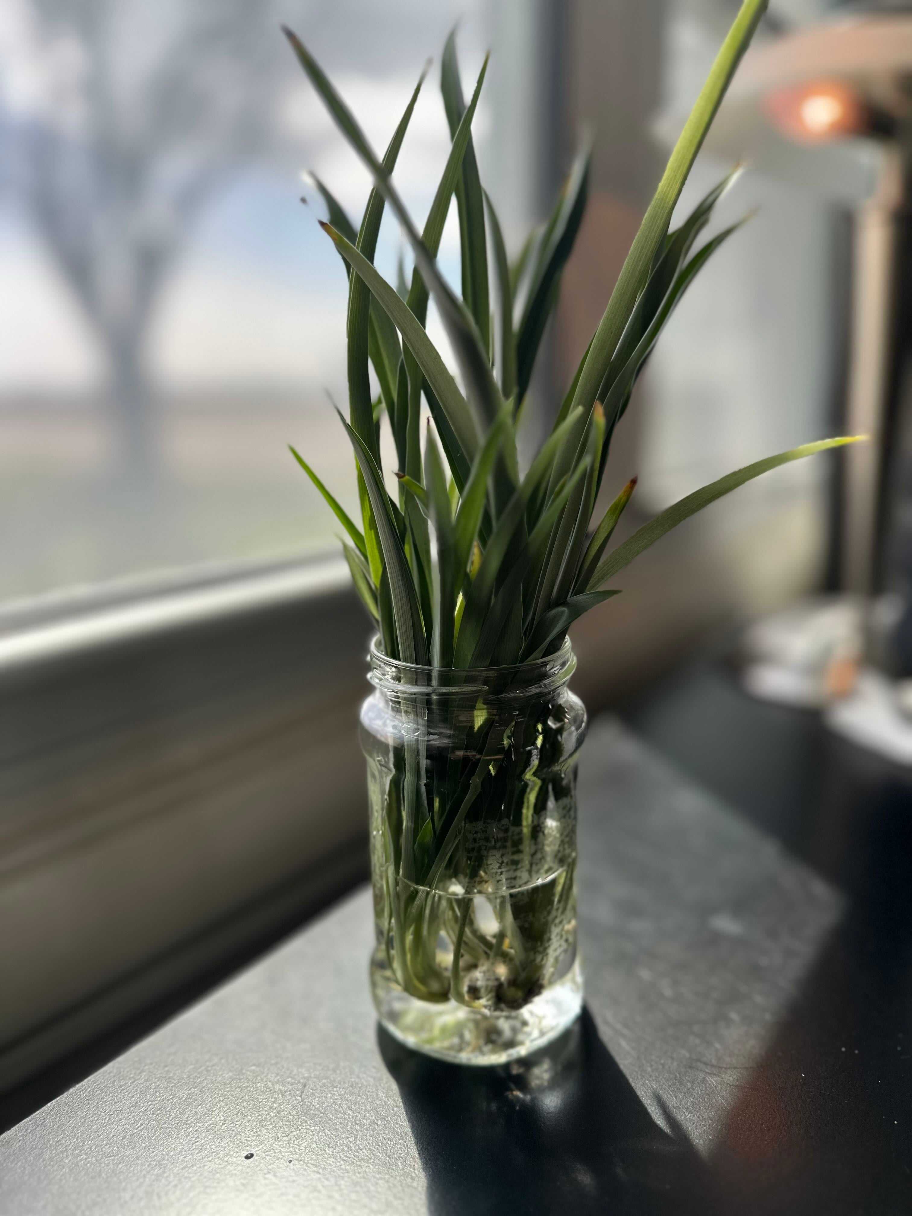 The Complete Spider Plant Plant Care Guide: Water, Light & Beyond