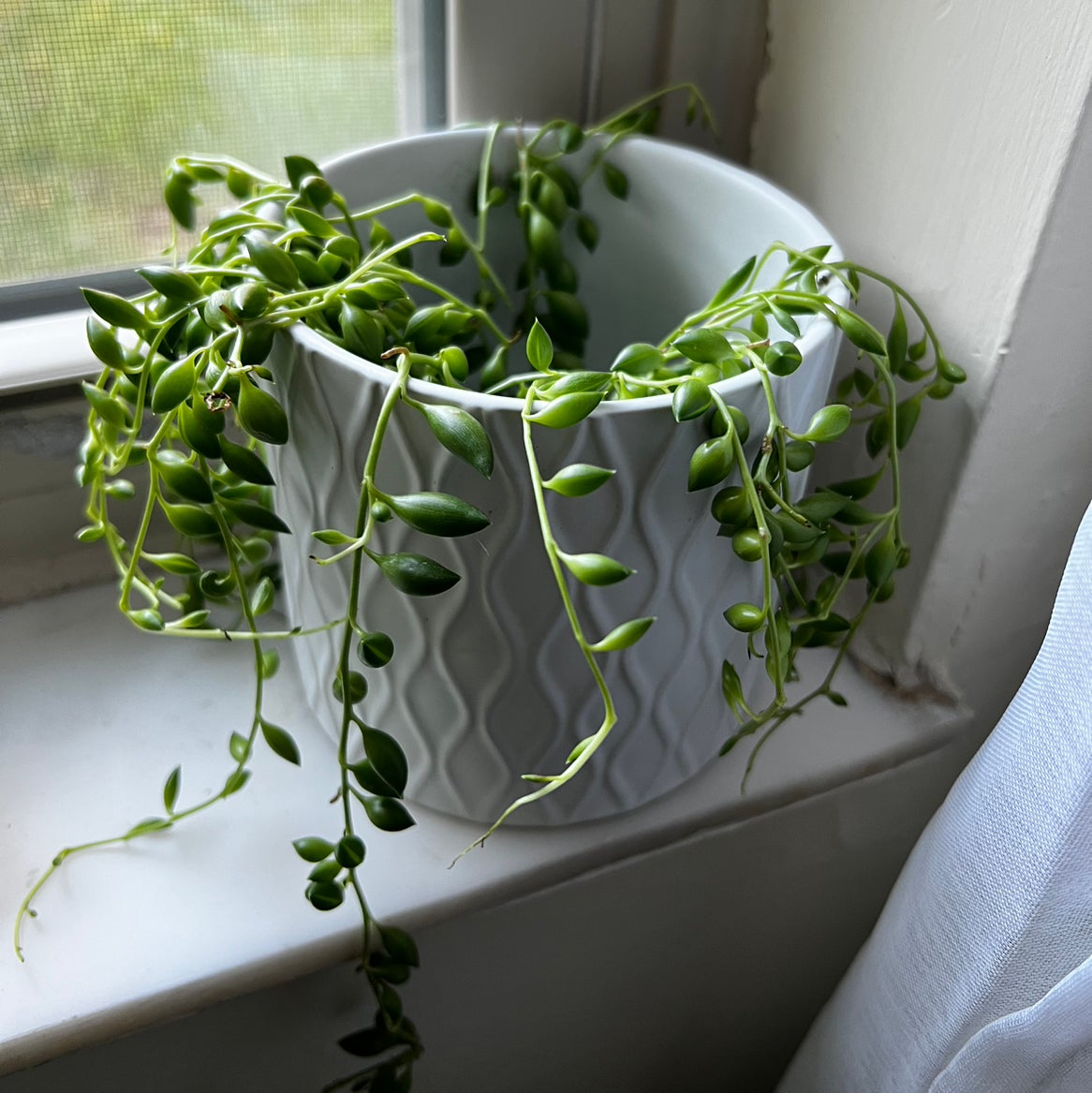 My Curio rowleyanus 'String of Raindrops''s Light Needs