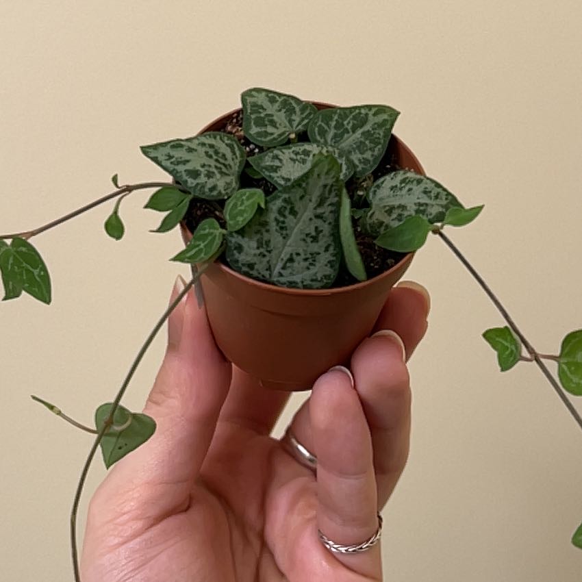 Propagating My String Of Arrows: Step-by-Step Guide