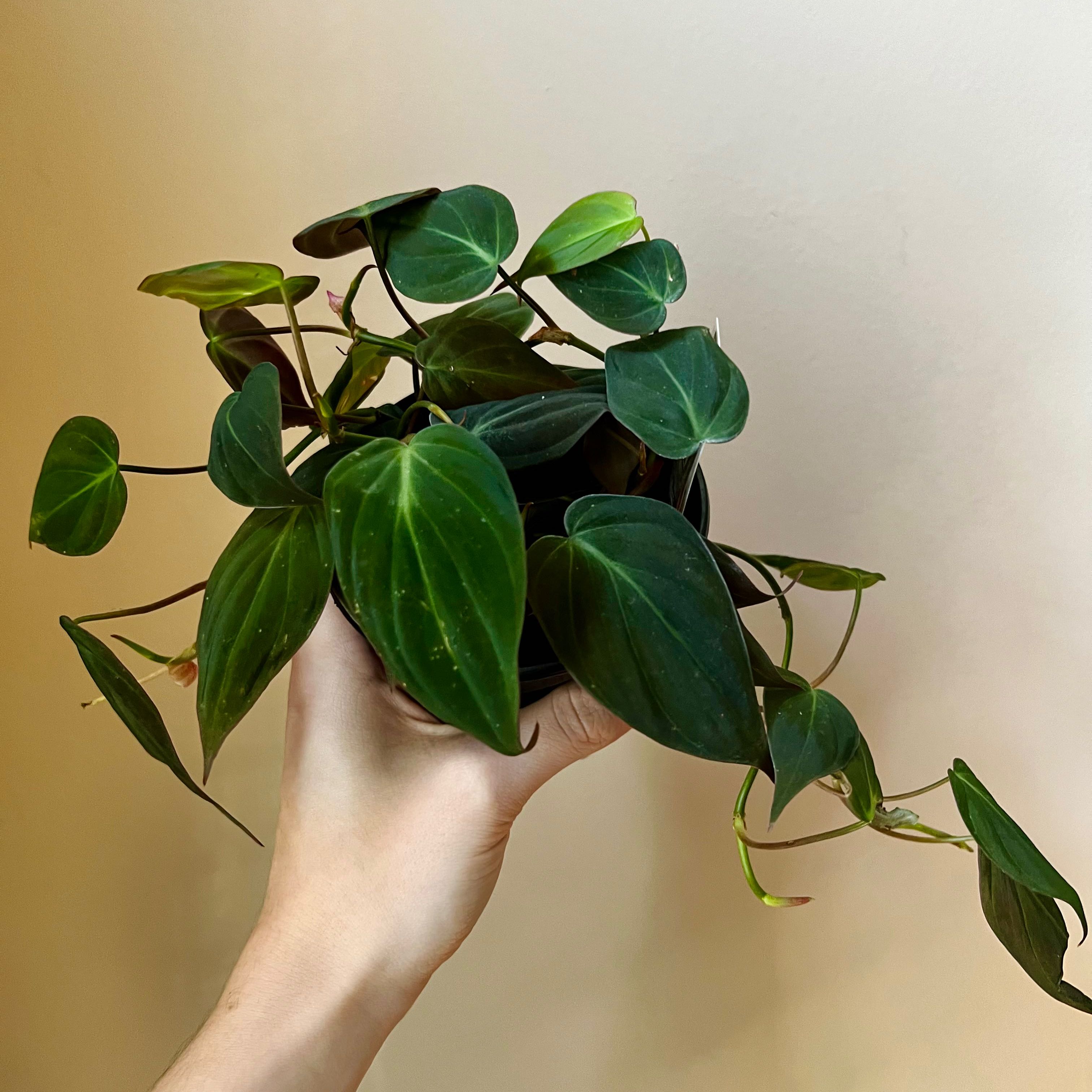 Propagating My Philodendron Micans: Step-by-step Guide