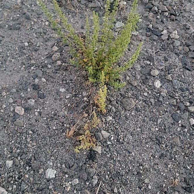 Jerusalem Oak Goosefoot Plant Care: Water, Light, Nutrients | Greg App 🌱