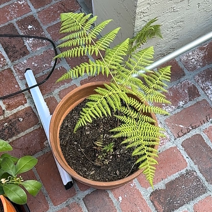 How to Fertilize Your Australian Tree Fern