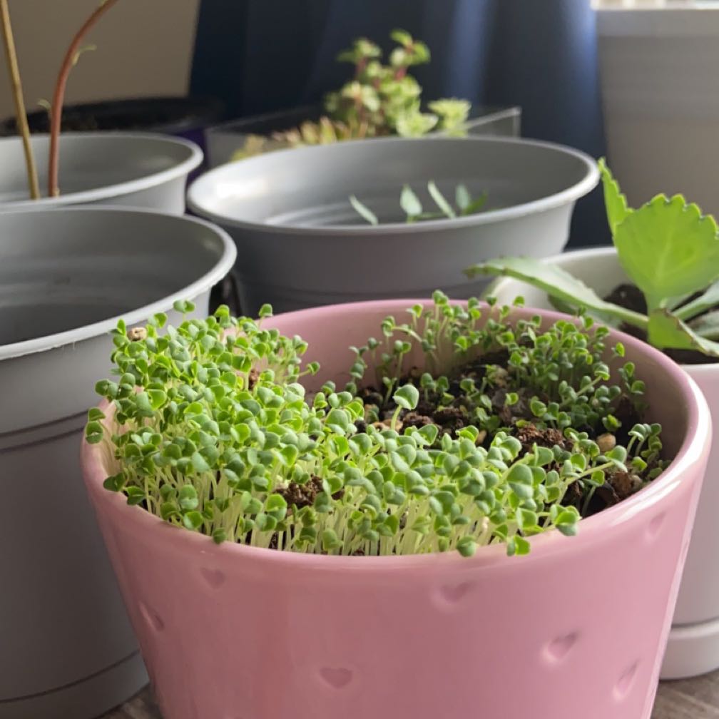 🌱 10 Advantages of Having a Chia