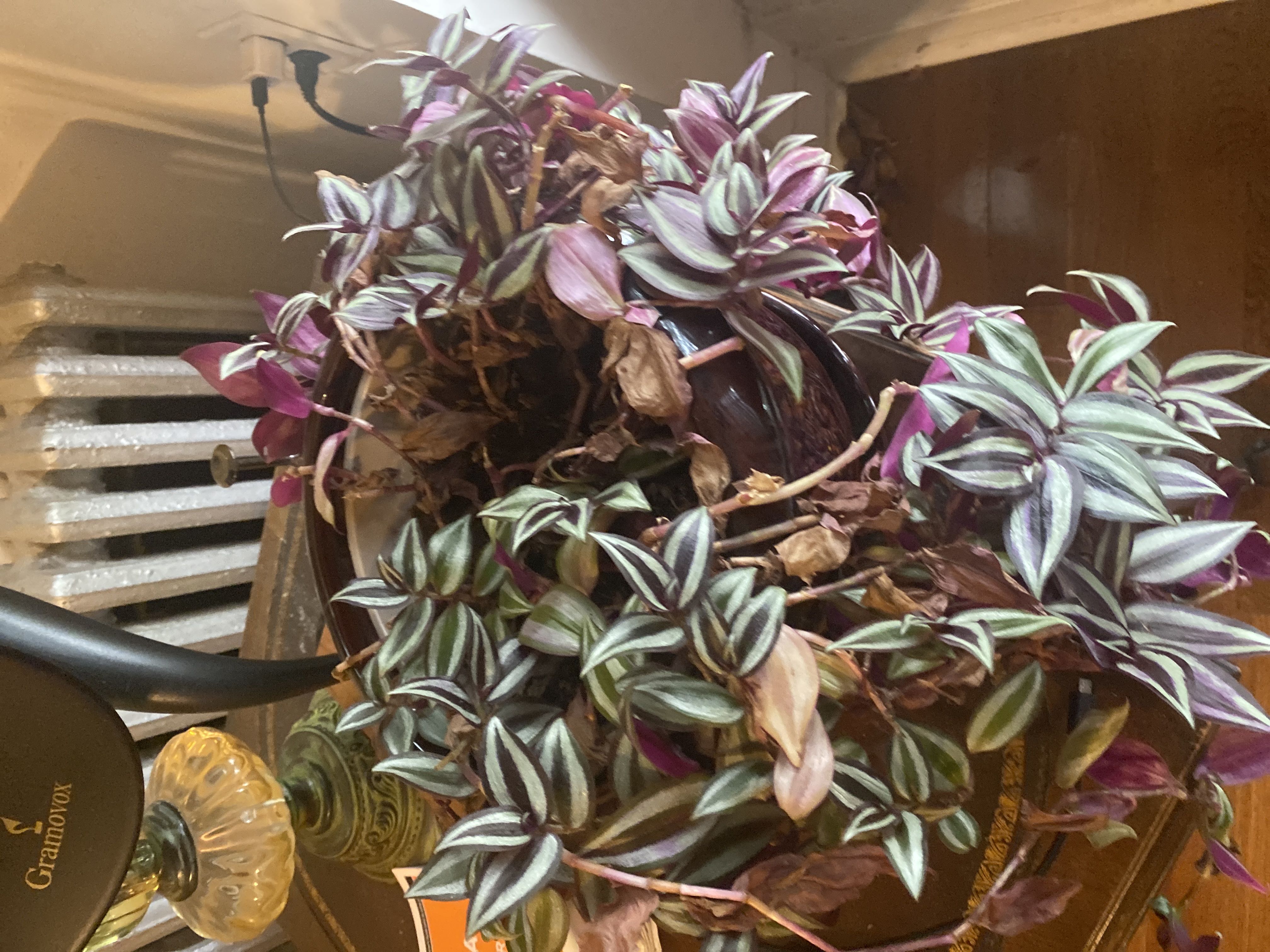 My plant seems like it is hanging on by a thread any tips...