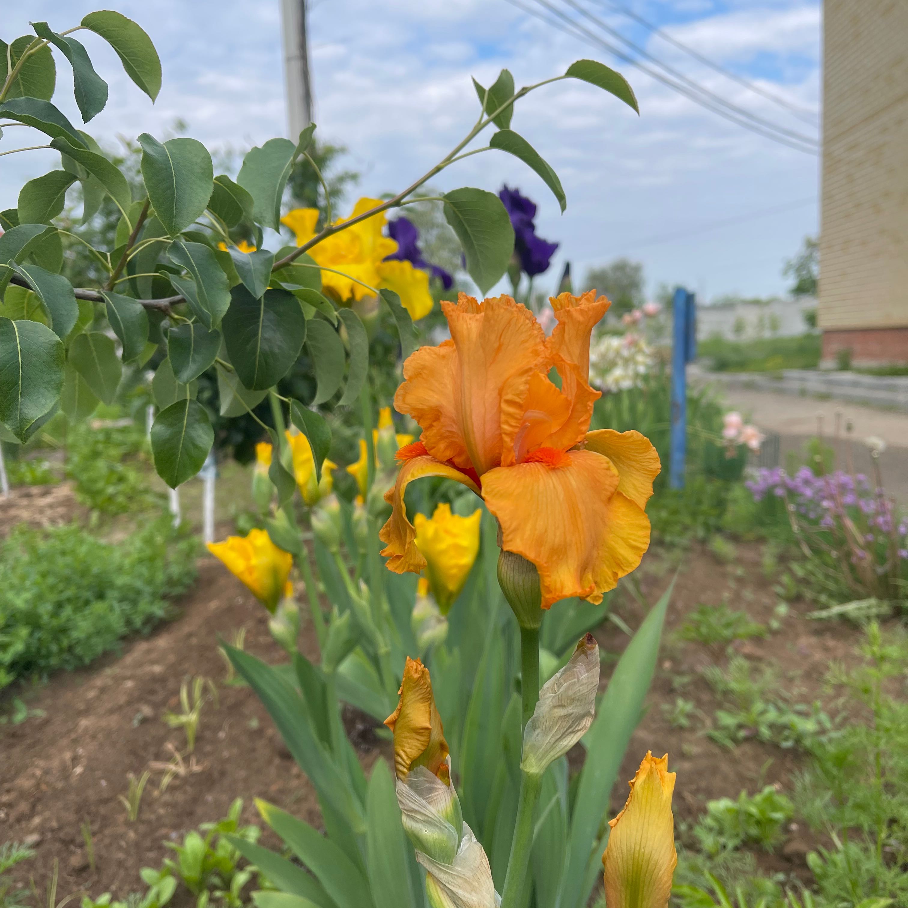 Why Are There Brown Spots on My Crimean Iris Leaves?