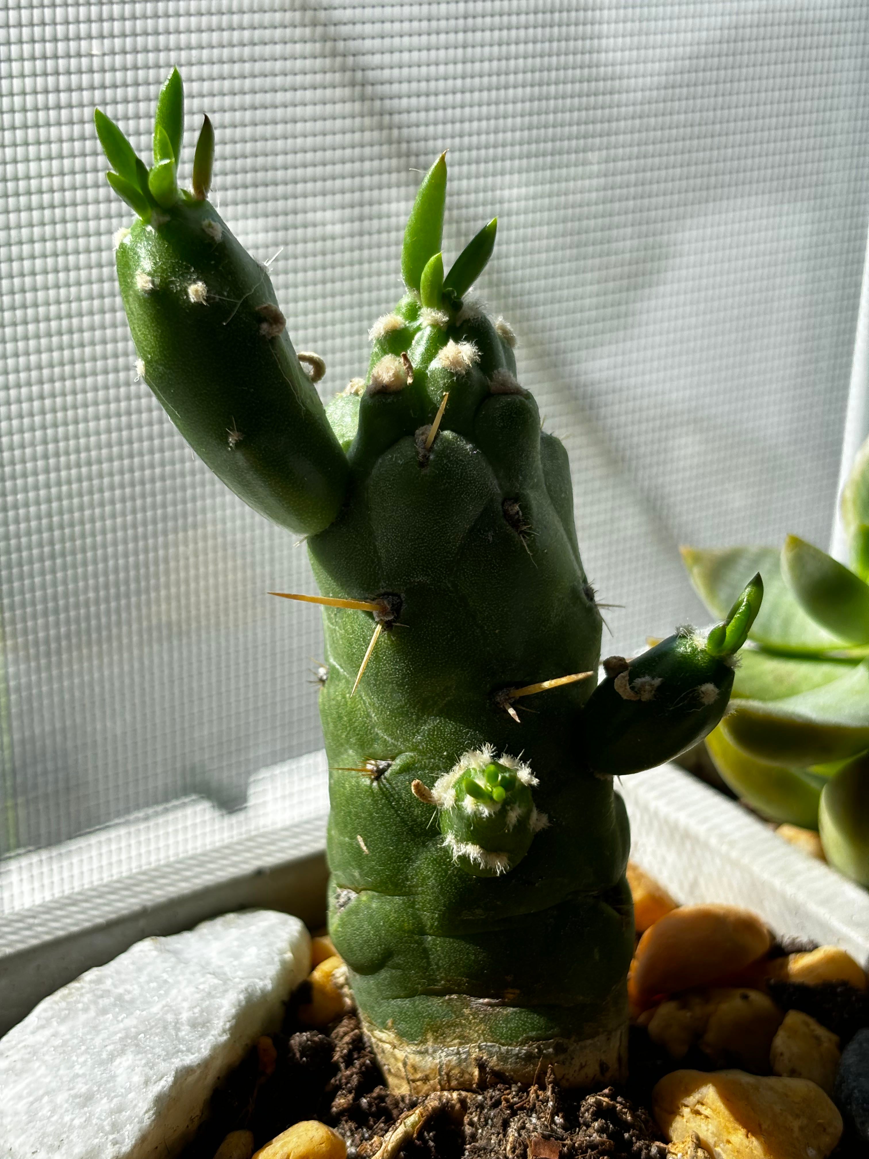 How to Propagate Your Eve's Needle Cactus