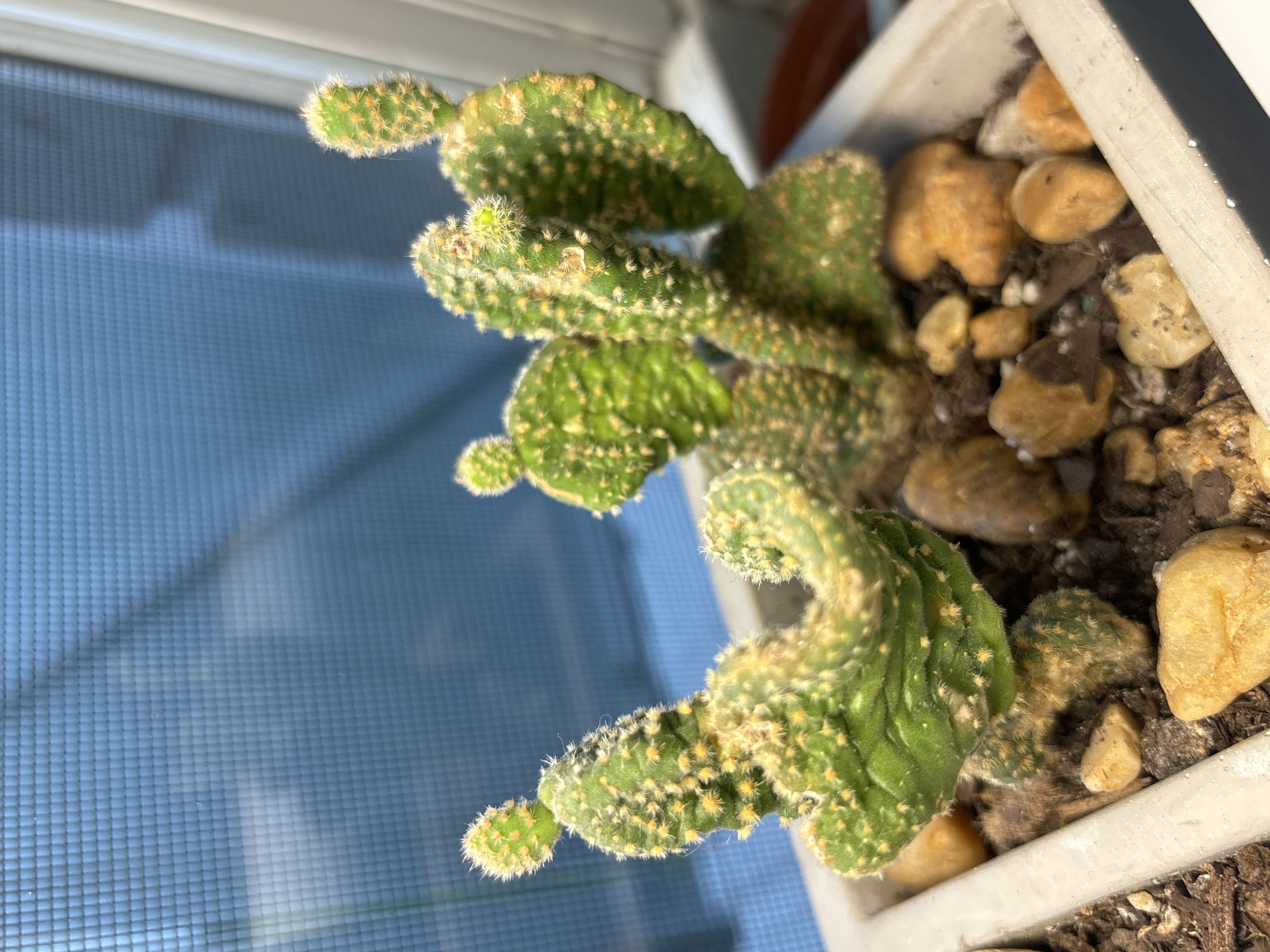 Angel Wings Cactus Plant Care: Water, Light, Nutrients | Greg App 🌱