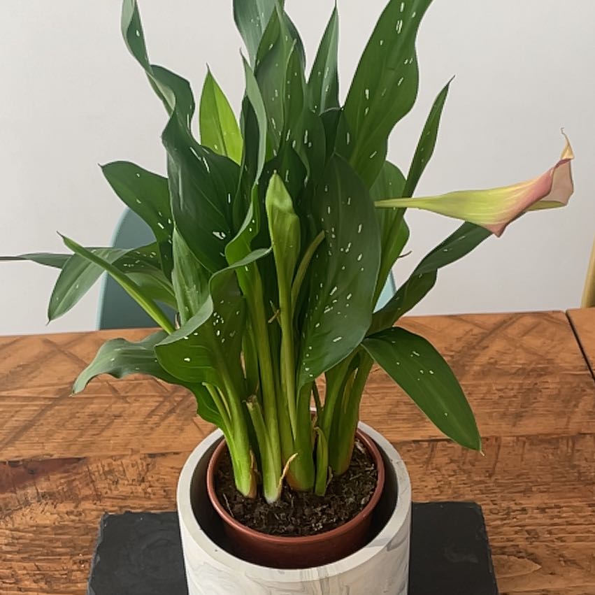 Calla Lily Root Rot Solutions 🔧