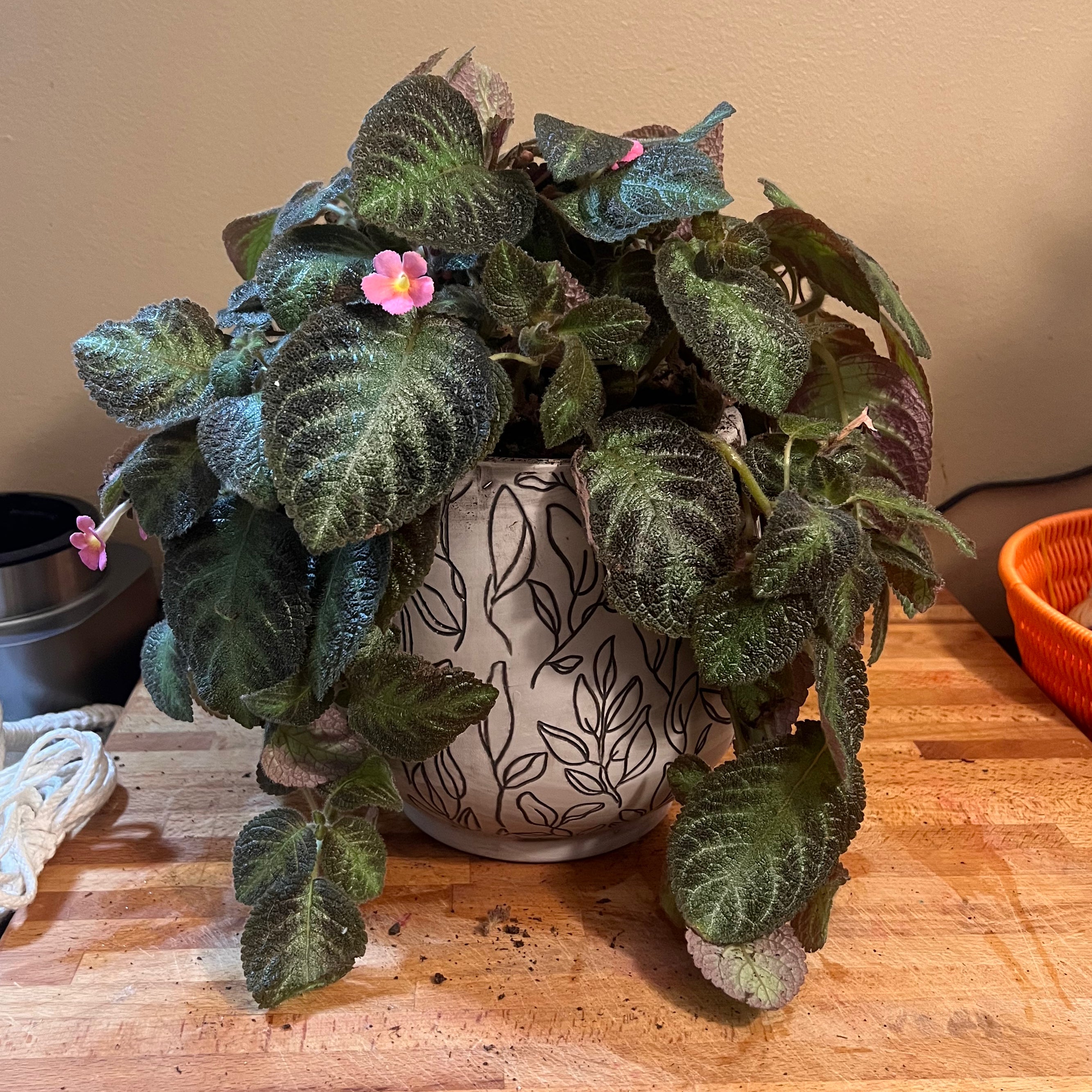 🔥 What Temperature Does My Flame Violet Need?