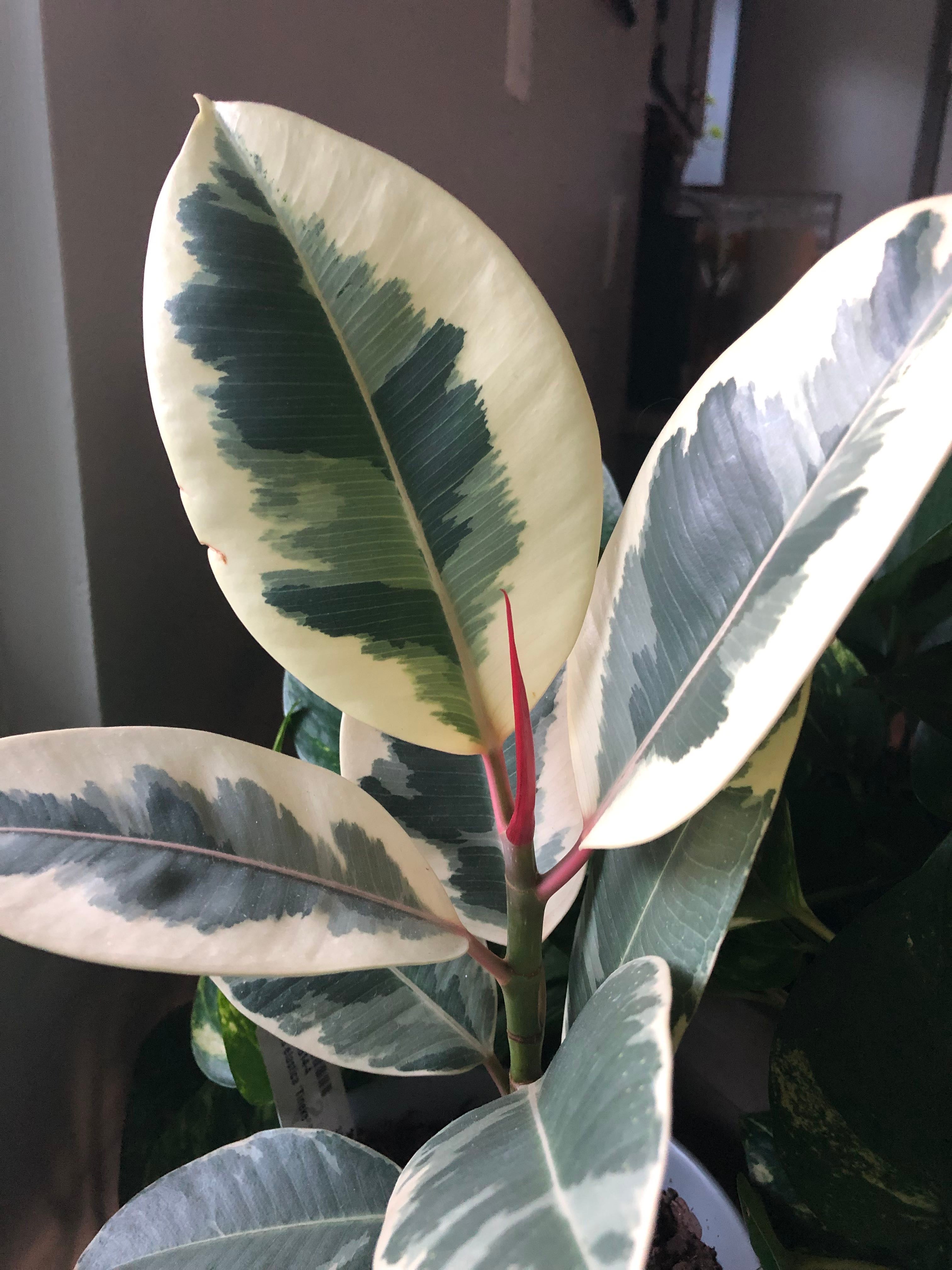 How to Care for Rubber tree: Mastering Water, Sunlight & More