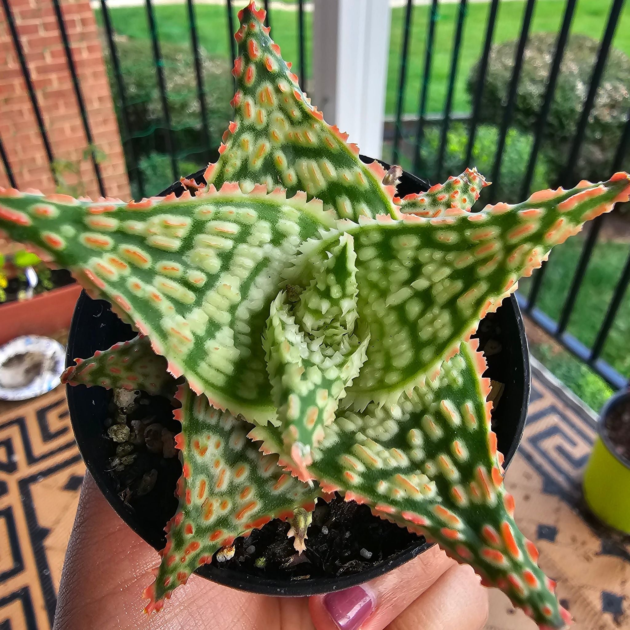 Personalized Aloe 'Firecracker' Care: Water, Light, Nutrients | Greg App