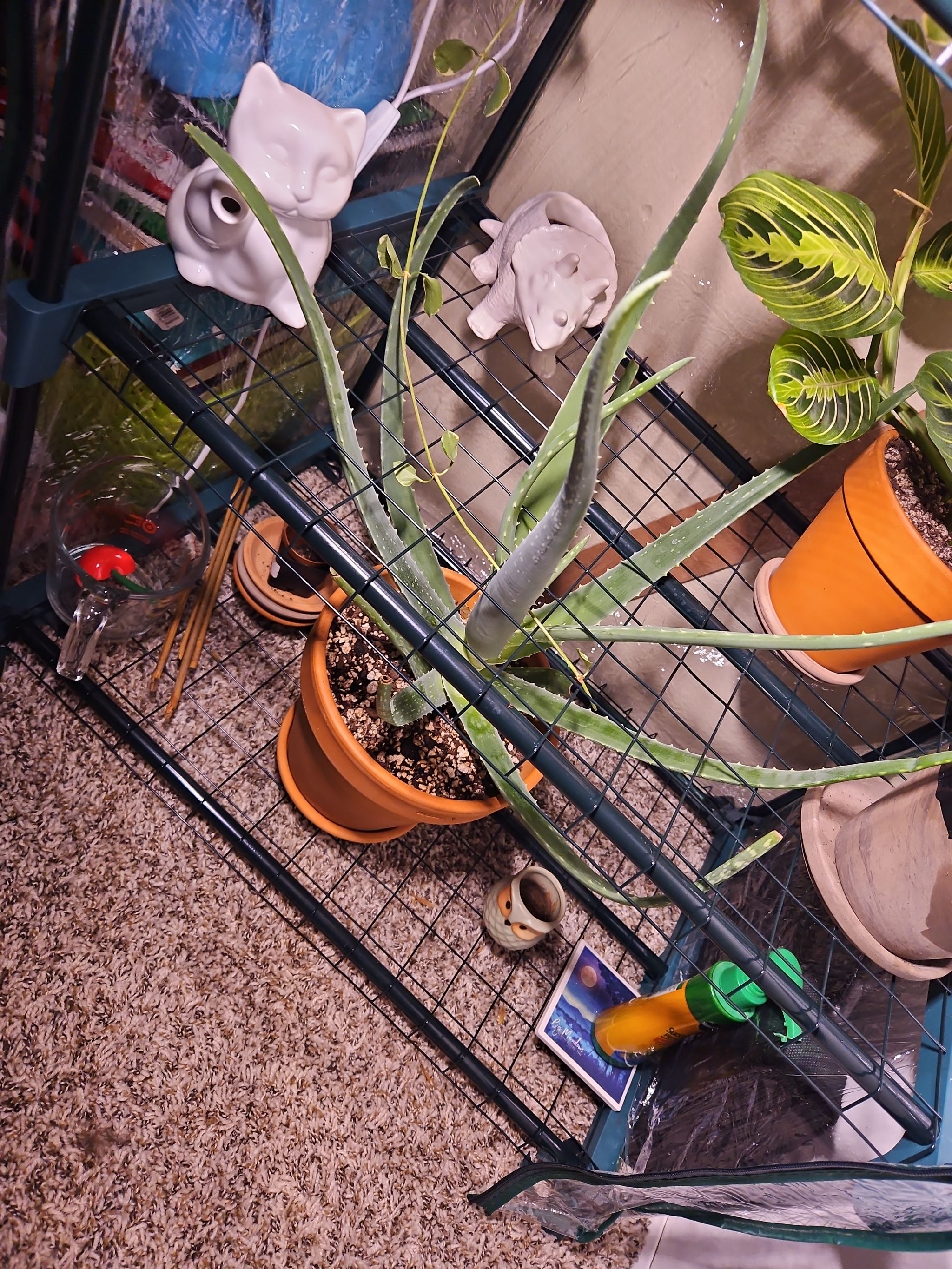 Aloe 'T-Rex' Plant Care: Water, Light, Nutrients | Greg App 🌱