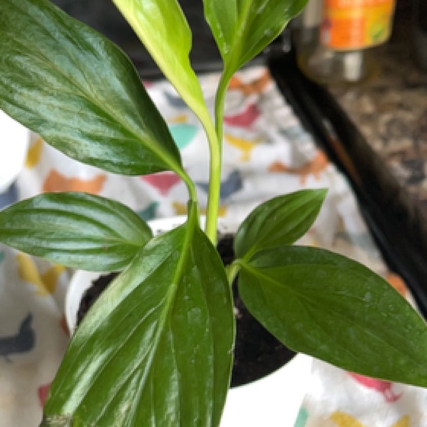 Kobe | A plant by @SmileyMendoza on Greg