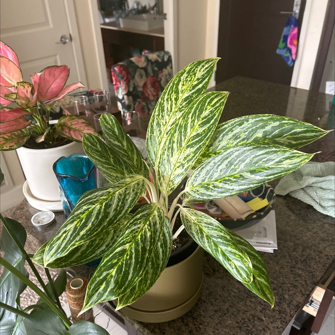 Why Are My Aglaonema 'Golden Madonna' Leaves Falling Over?