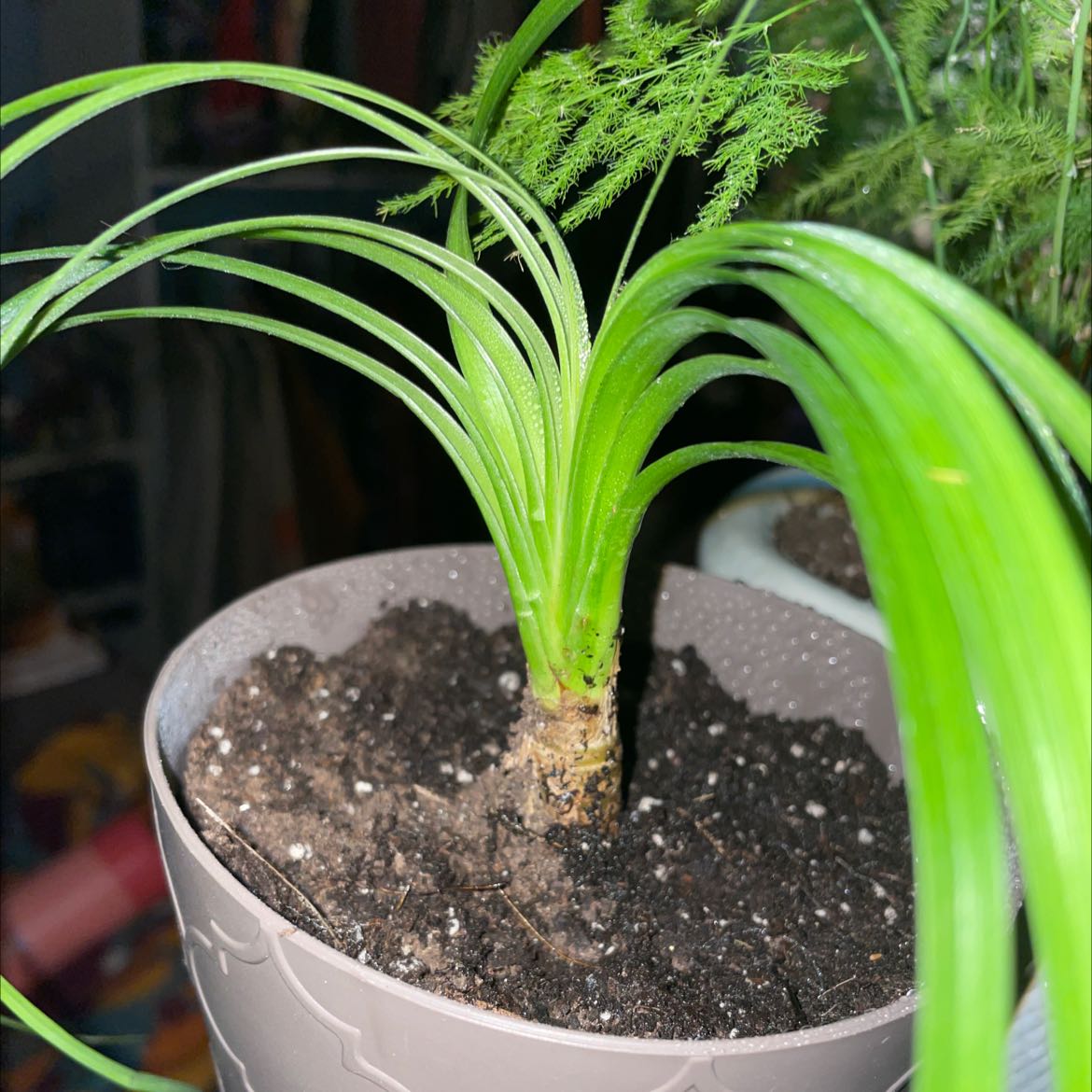 Common Ponytail Palm Problems