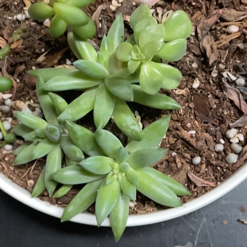 Aria | A plant by @ChummyAjwain on Greg