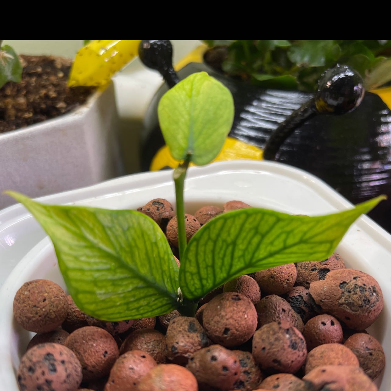 🐟 Symbolism and Benefits of the Fishtail Hoya